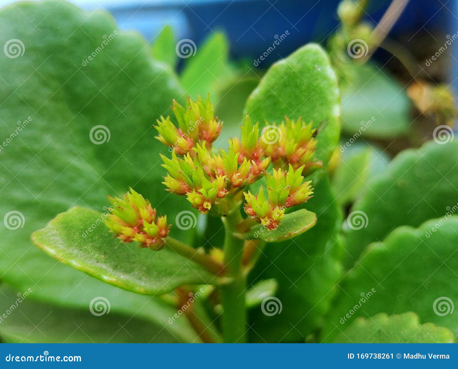 Small Mini Flower Buds in a Rubber Plant Stock Image - Image of colours ...