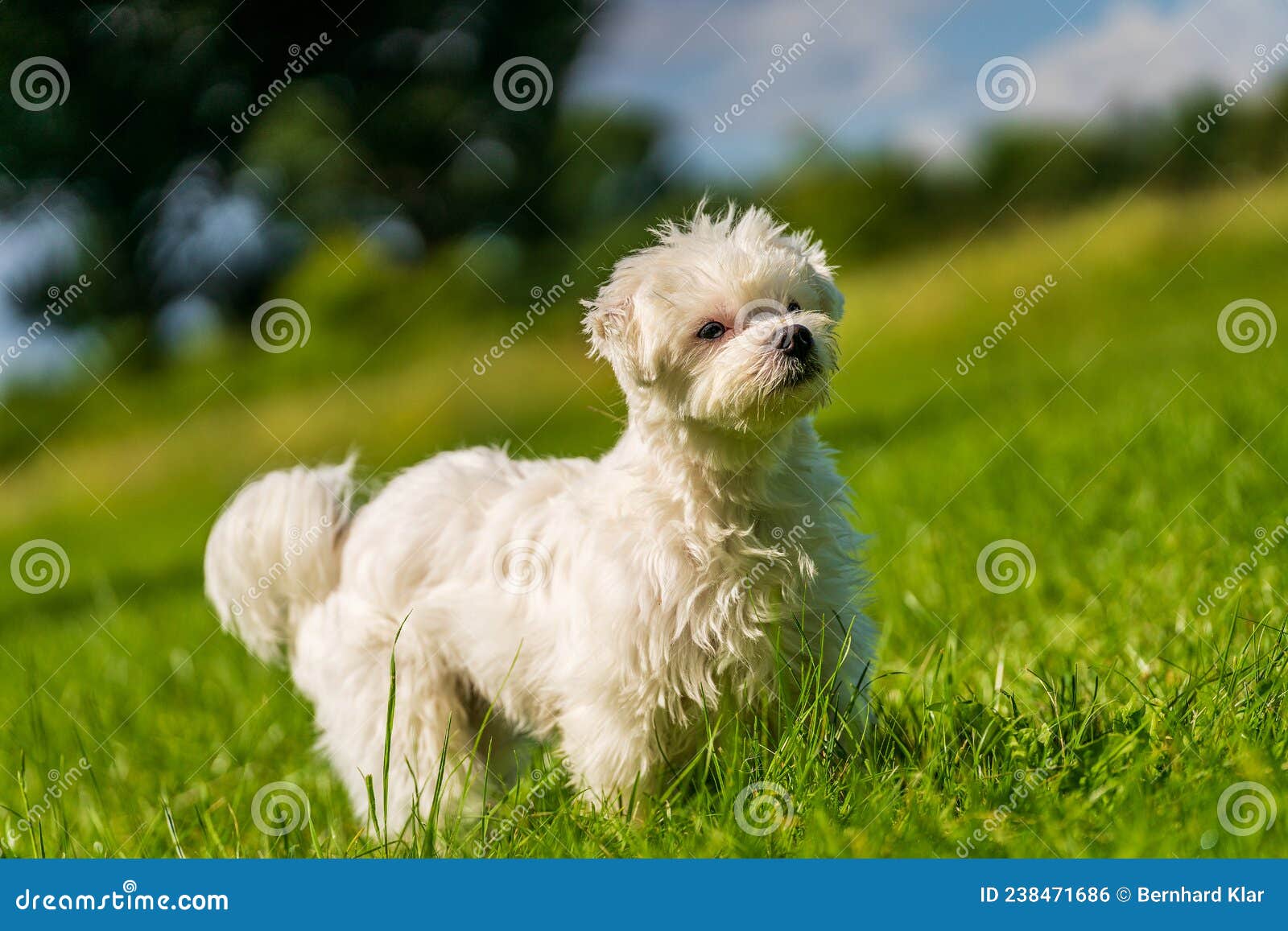 Small Mini Maltese Dog on the Meadow Stock Photo - Image of field ...
