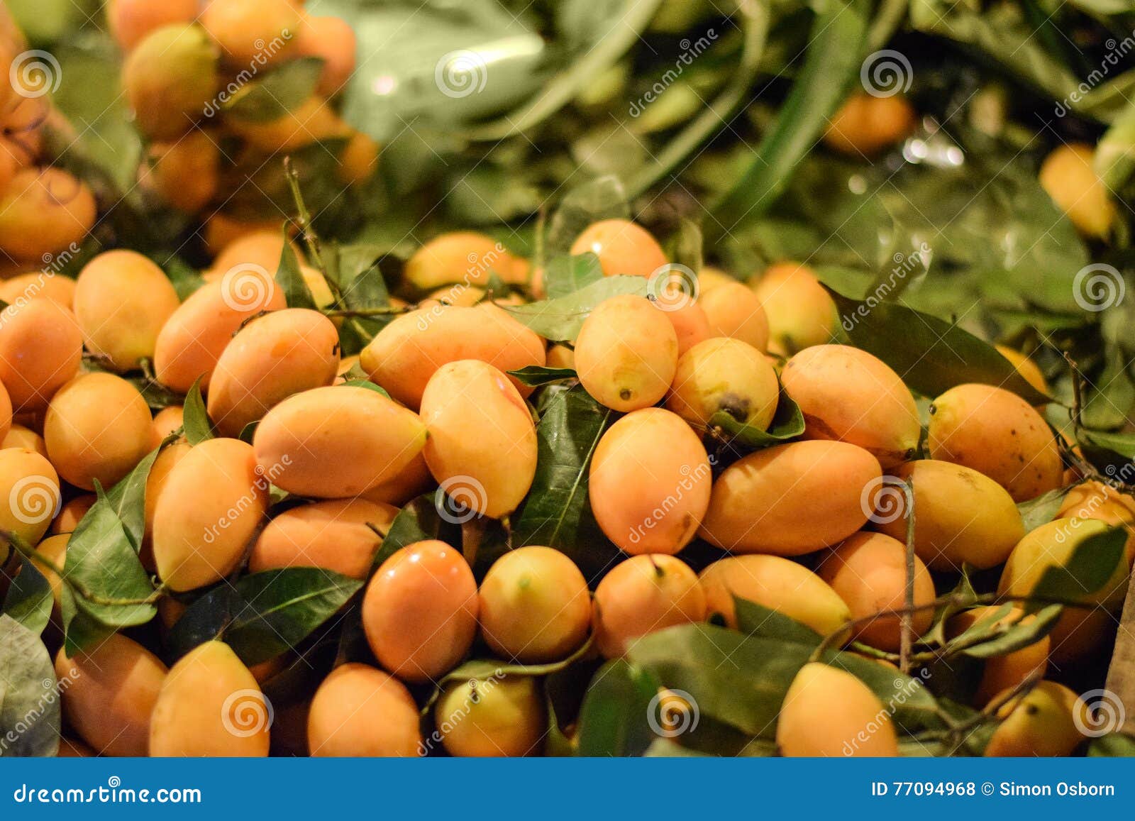 Small mini mango thailand stock photo. Image of small - 77094968
