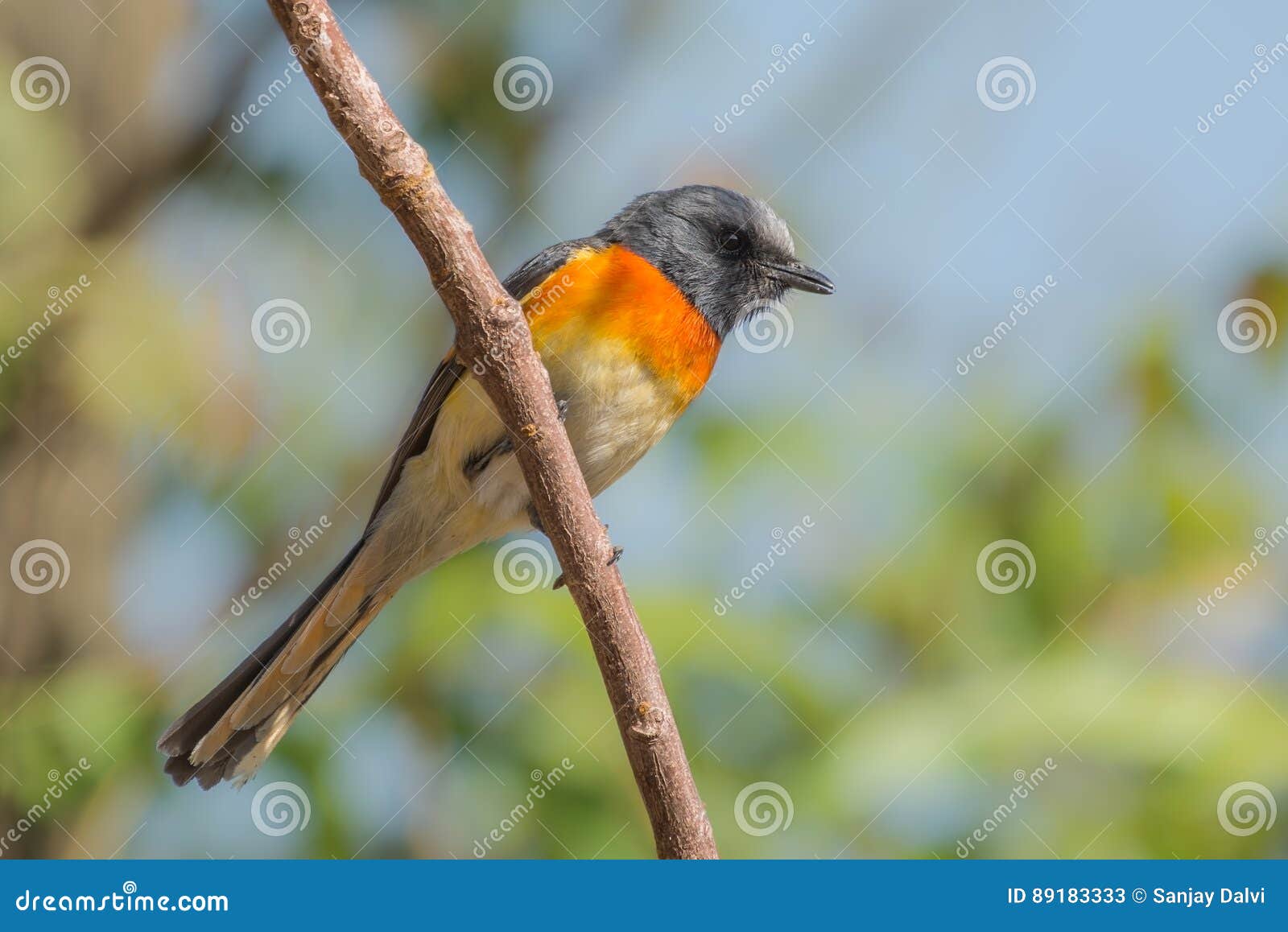 Small Minivet bird stock image. Image of colourful, female - 89183333