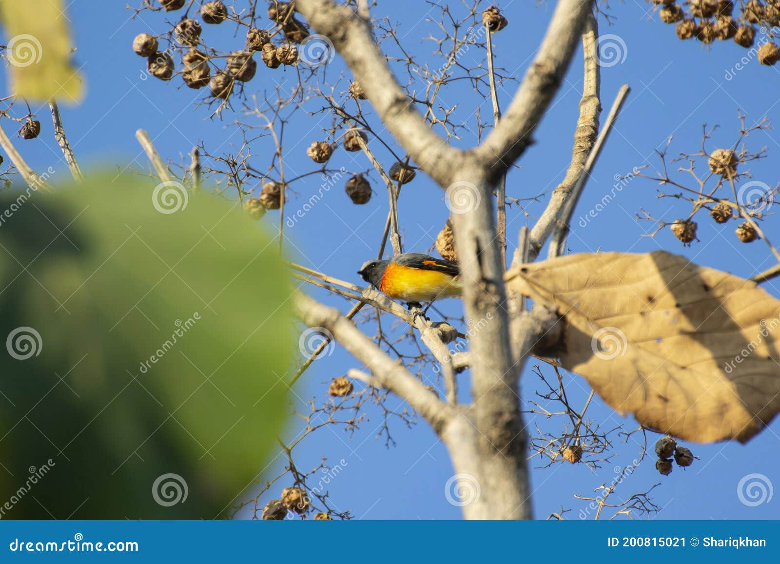 Small Minivet Bird Perching on Teak Tree Stock Image - Image of indian ...