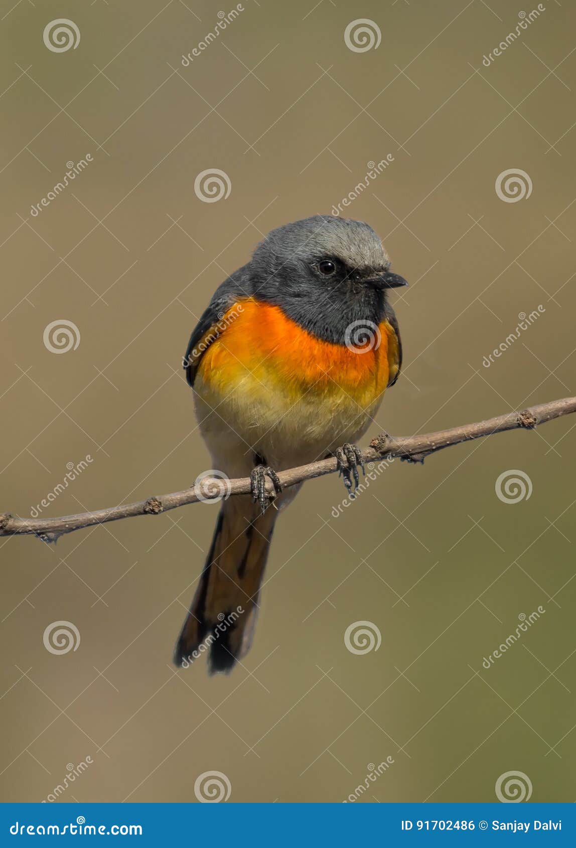 Small Minivet male bird stock photo. Image of nature - 91702486
