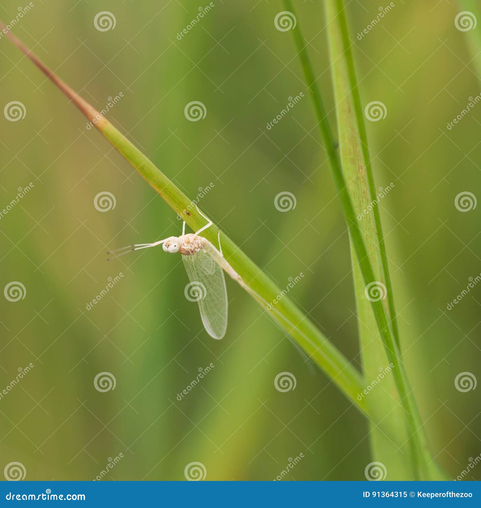 Small Minnow Mayfly stock image. Image of outdoors, animalia - 91364315