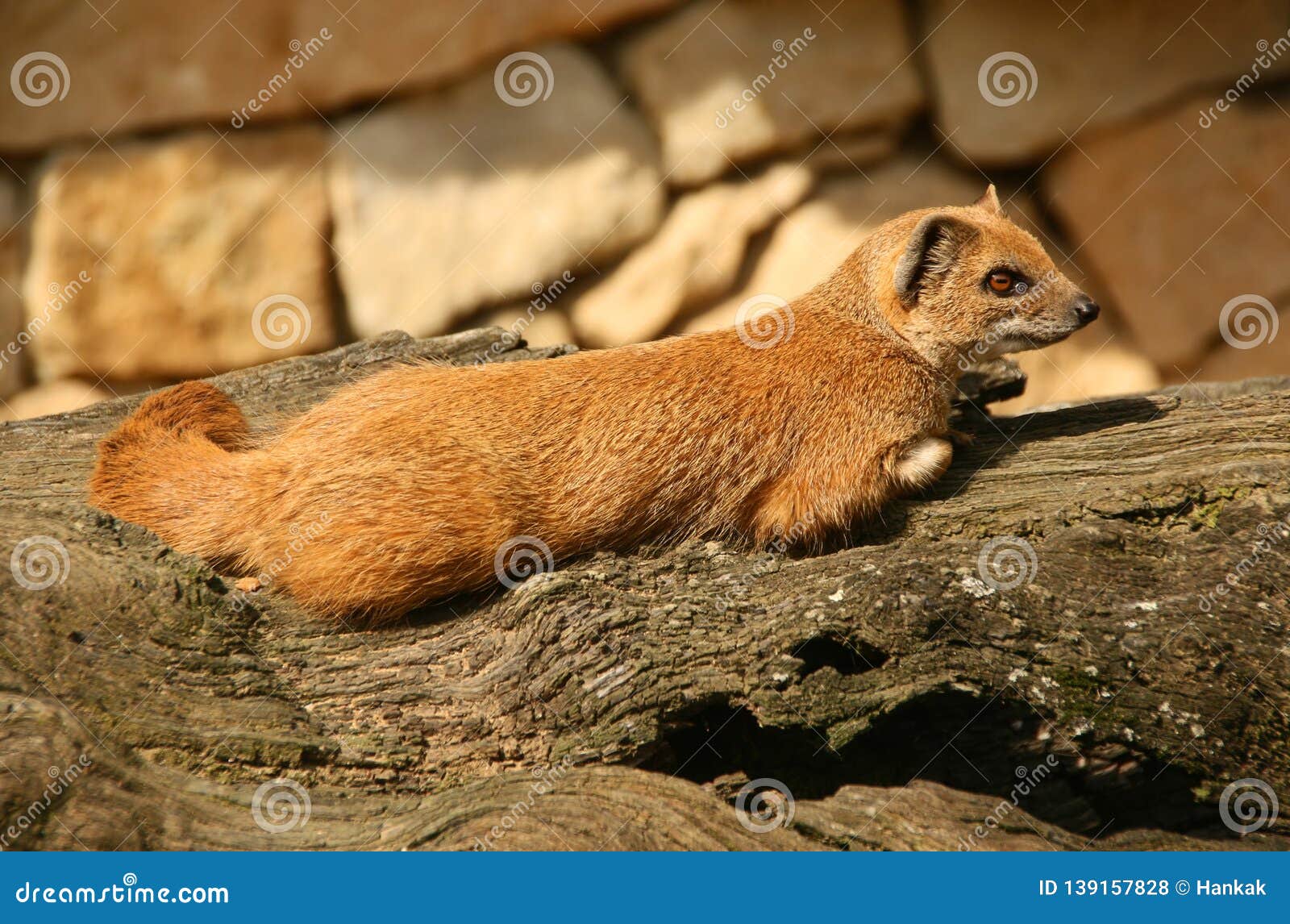 Small Mongoose is Relaxing and Lying on Fallen Tree Stock Photo - Image ...