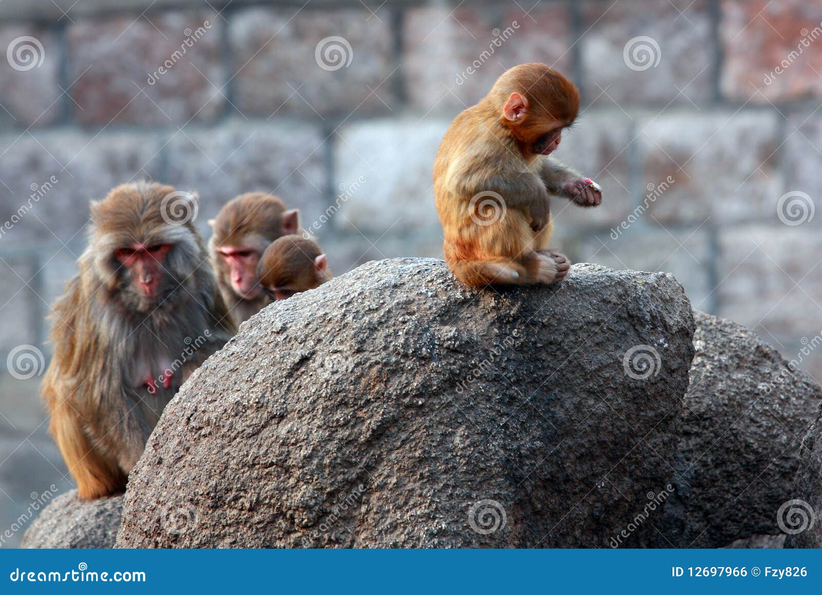 Small monkey stock photo. Image of child, creature, love - 12697966