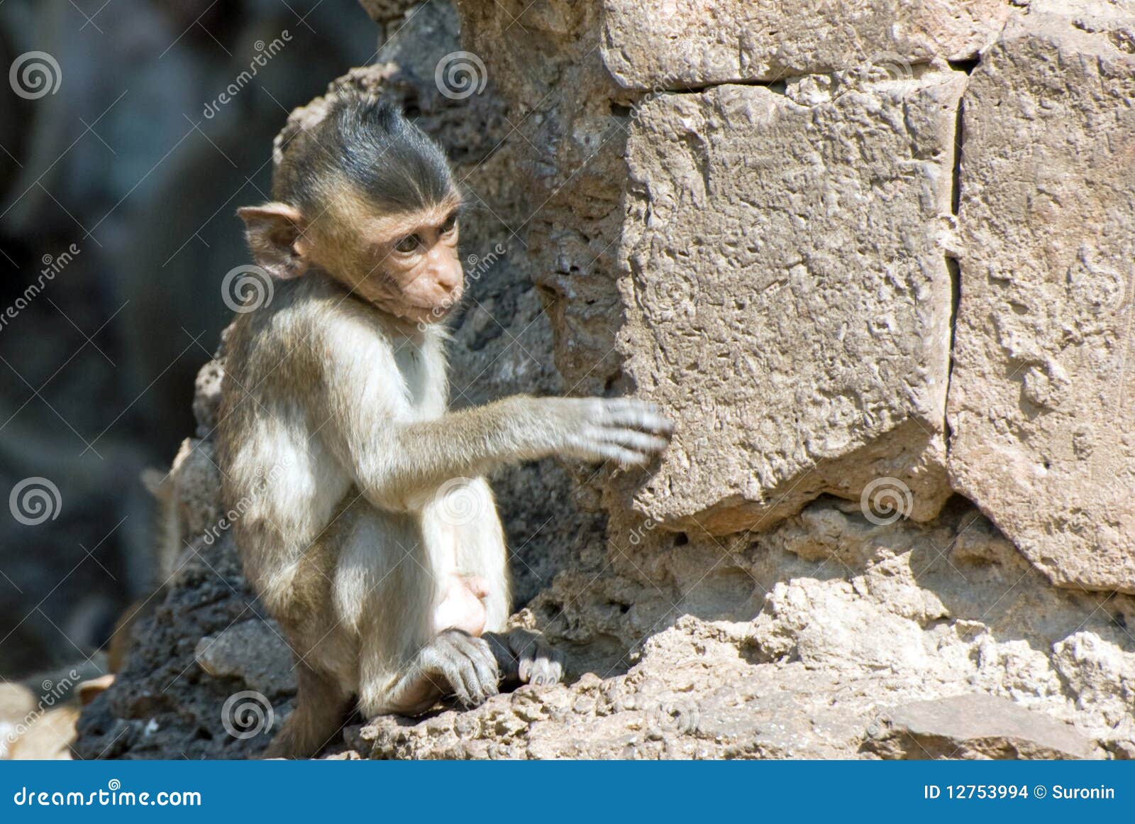 Small monkey stock photo. Image of lopburi, prang, monkey - 12753994
