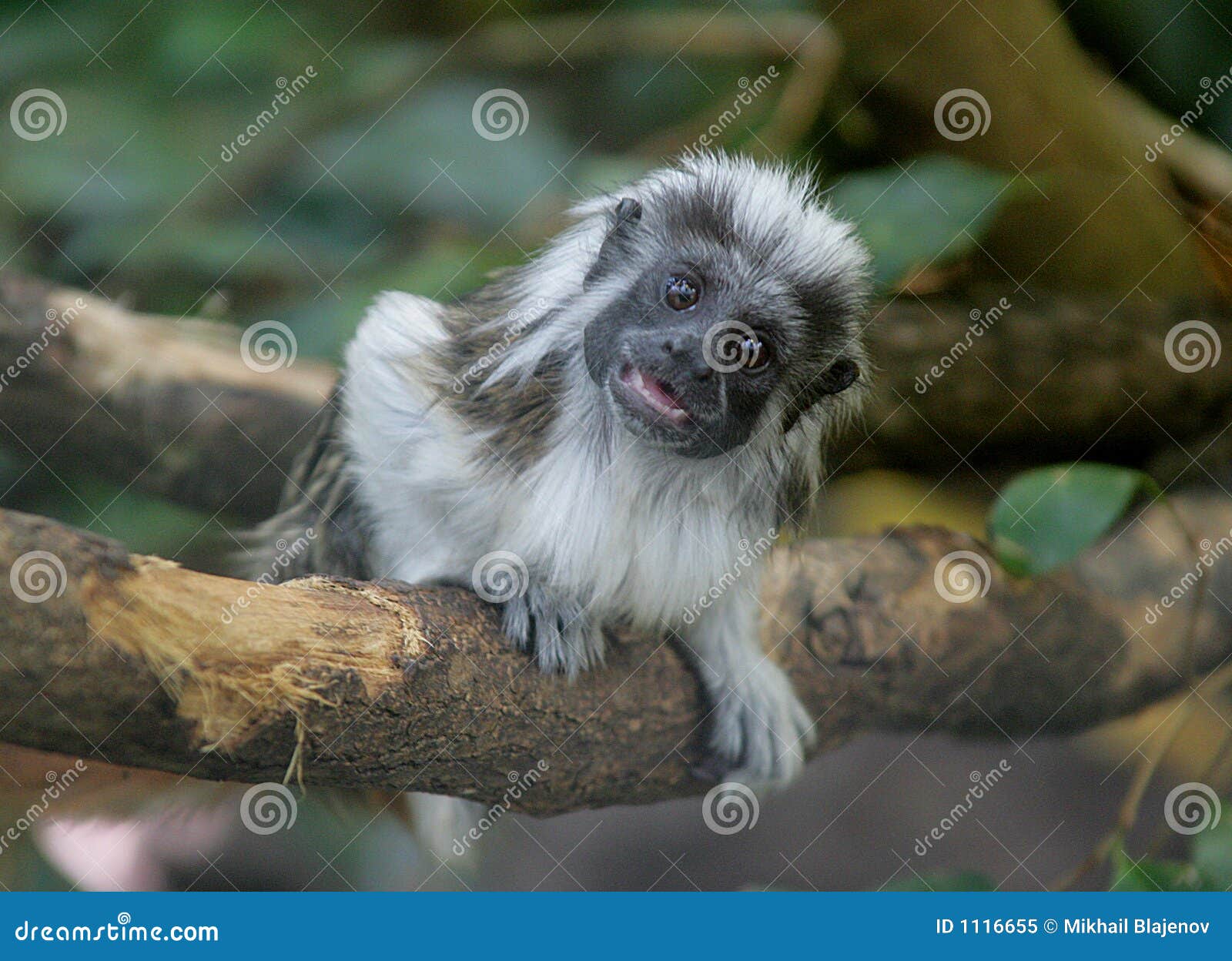 Small monkey 2 stock image. Image of small, trees, wildlife - 1116655