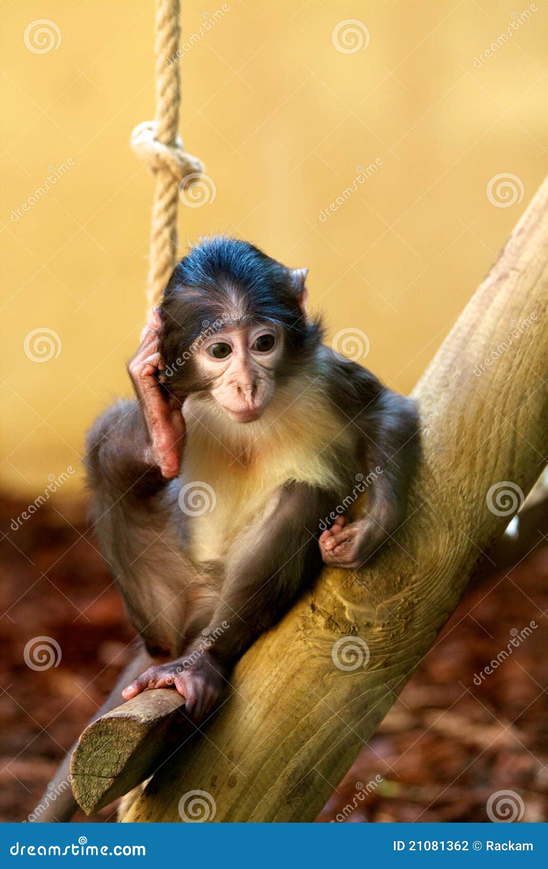 Small Monkey - Marmoset Stock Photo | CartoonDealer.com #26788206