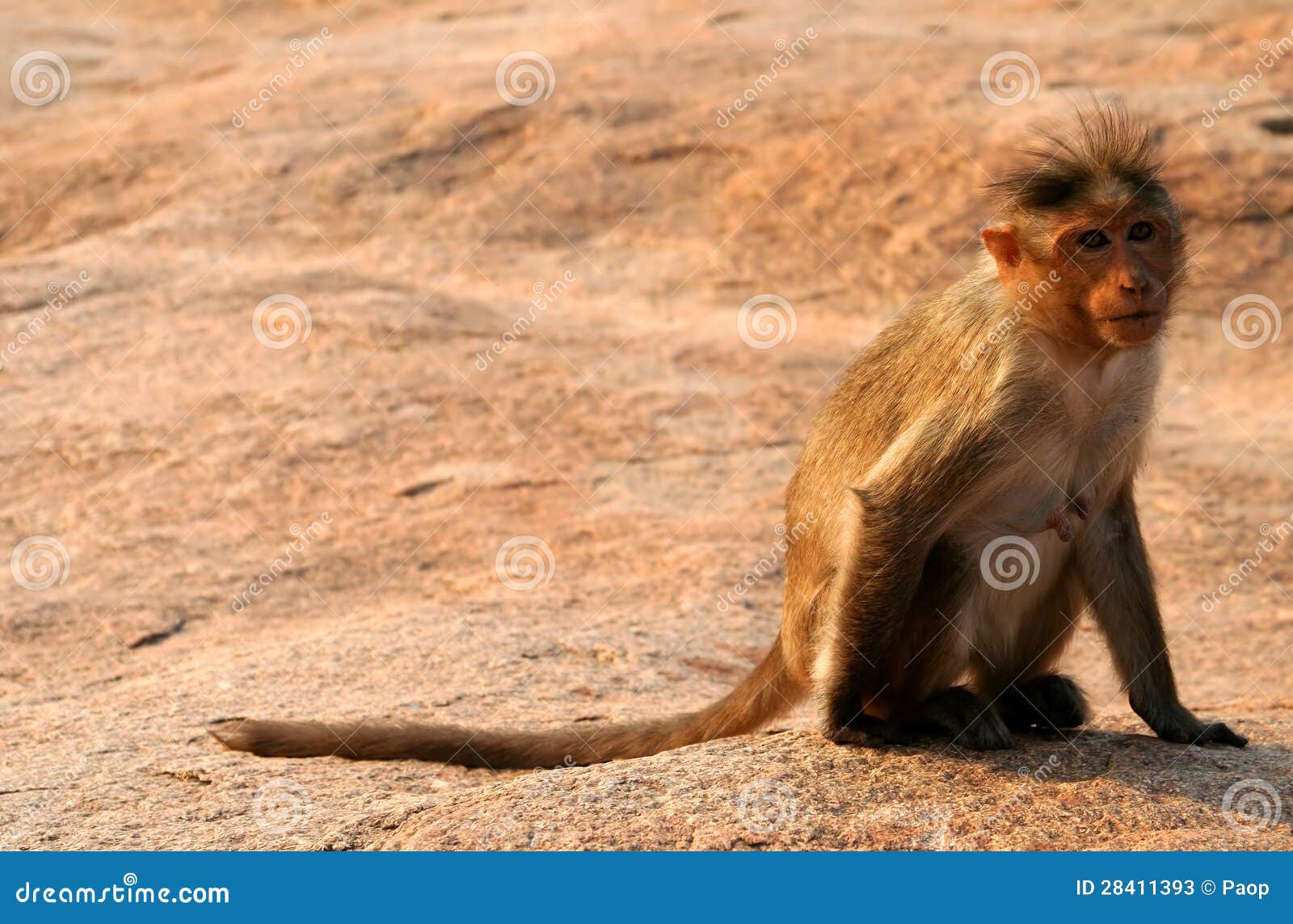 Small monkey stock image. Image of macaque, indian, adorable - 28411393