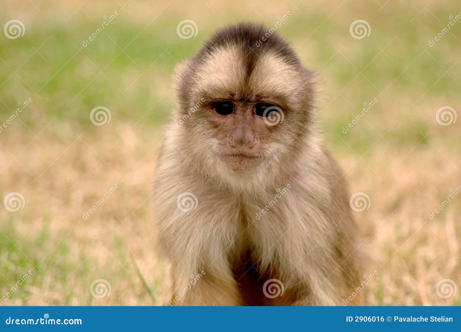 Small Monkey Royalty Free Stock Image - Image: 2906016