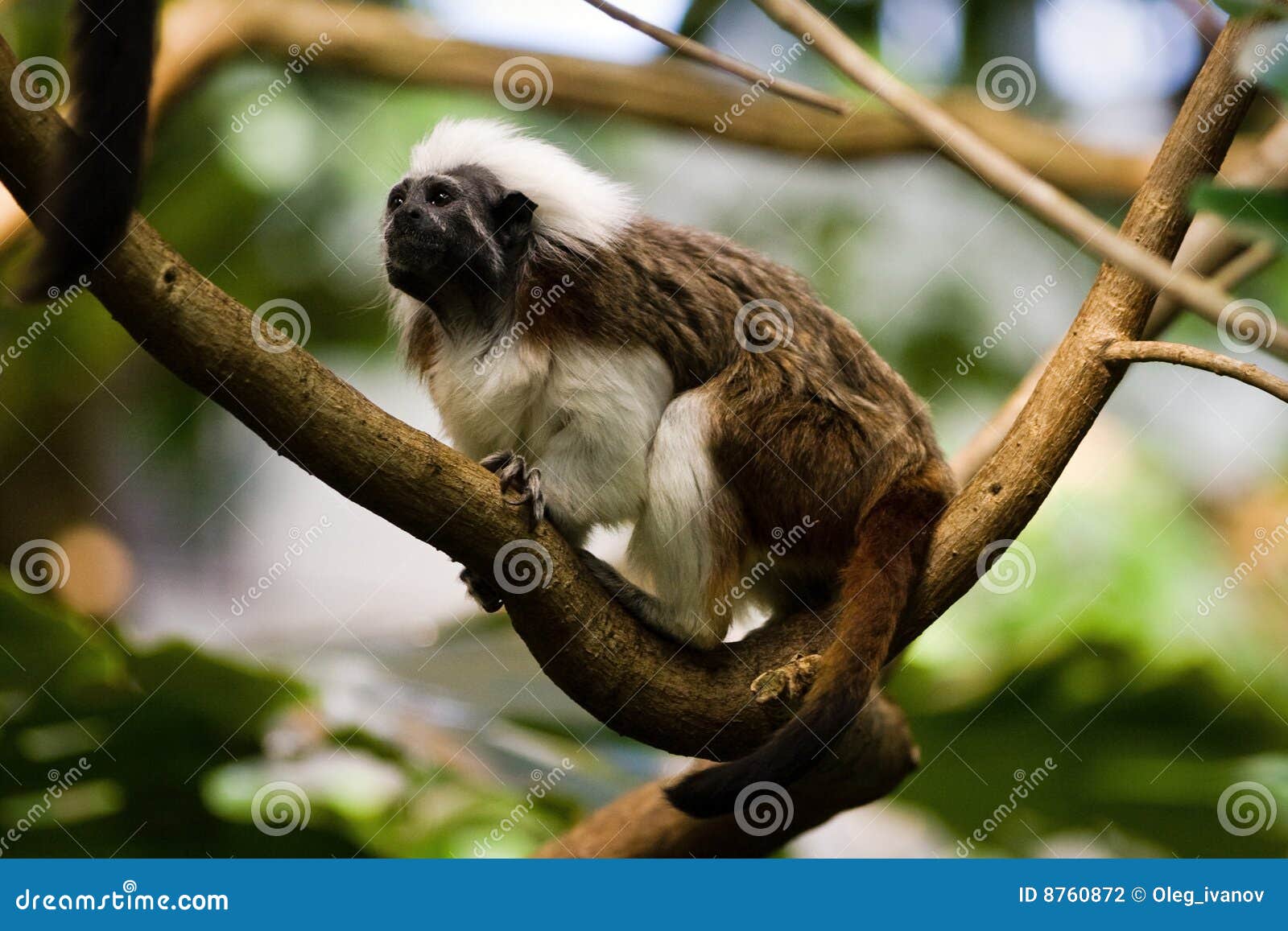 Small Monkey stock photo. Image of young, cute, macaque - 8760872