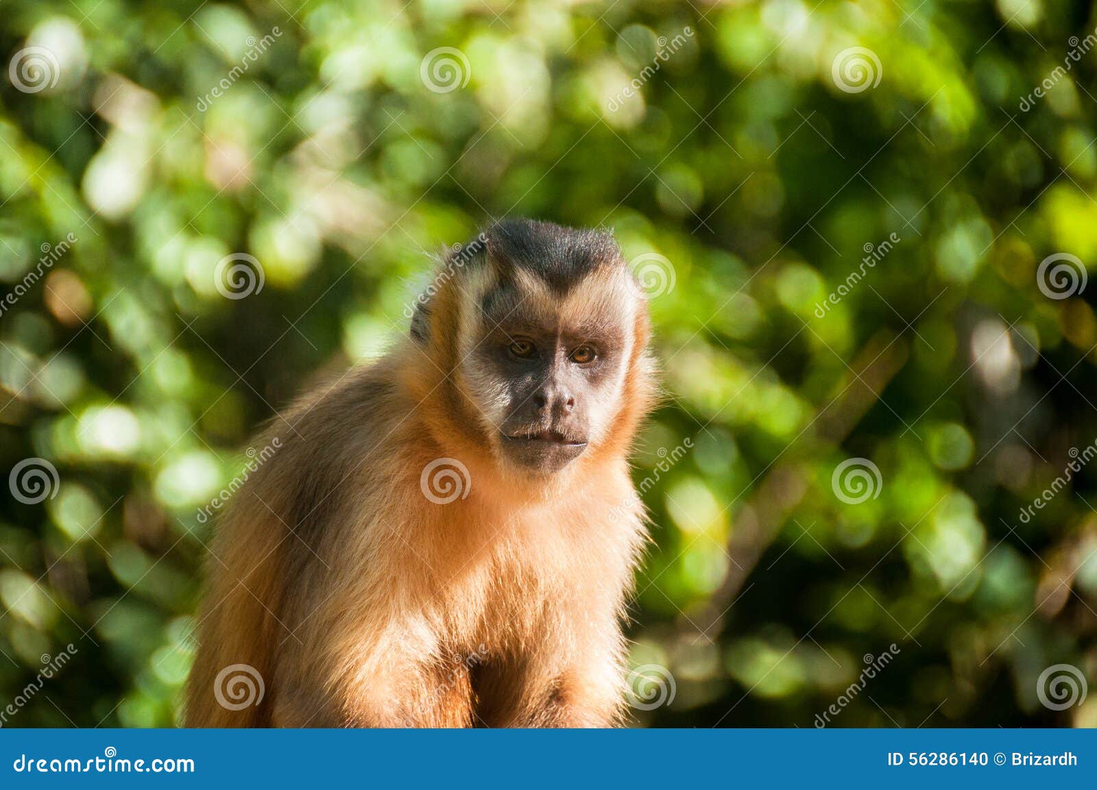 Small Monkey in Bonito, Pantanal, Brazil Stock Photo - Image of purity ...