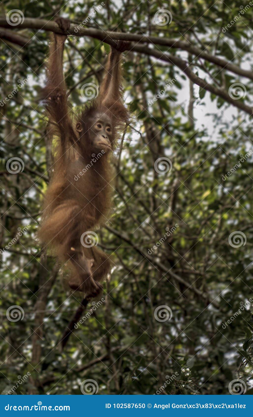 Small Monkey Breeding Hanging from a Tree Stock Photo - Image of ...