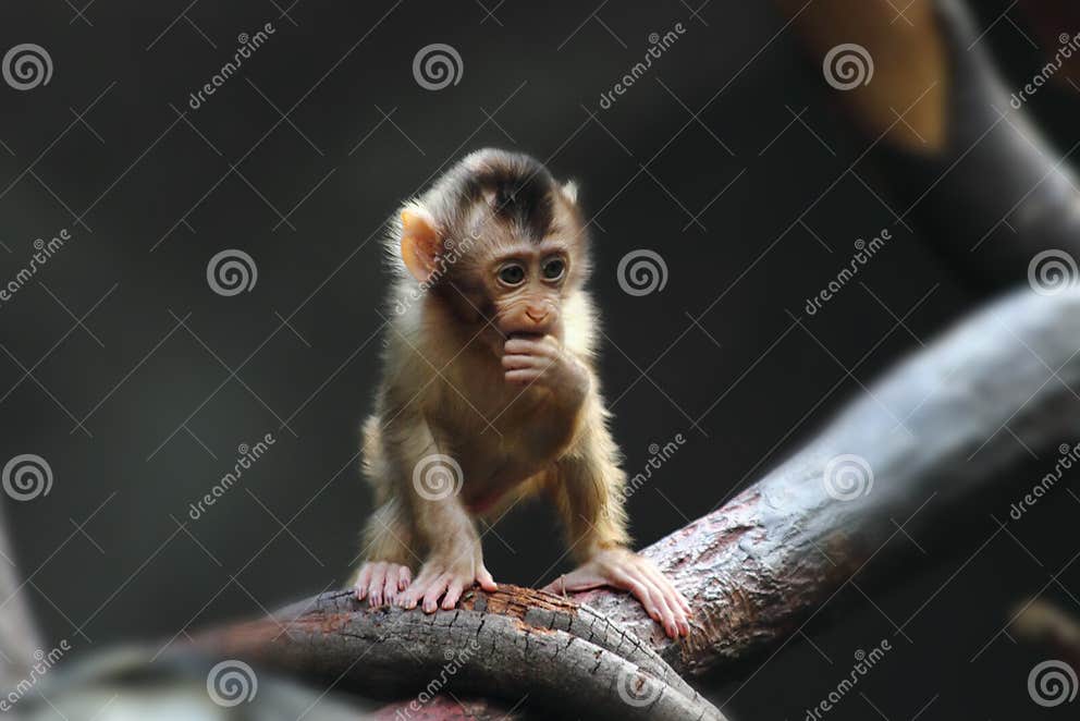 Small monkey child stock image. Image of child, bali - 23431827