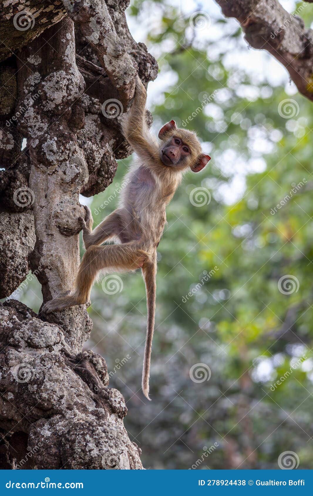 A Small Monkey Hand Holding A Human Finger. Animal Welfare And ...