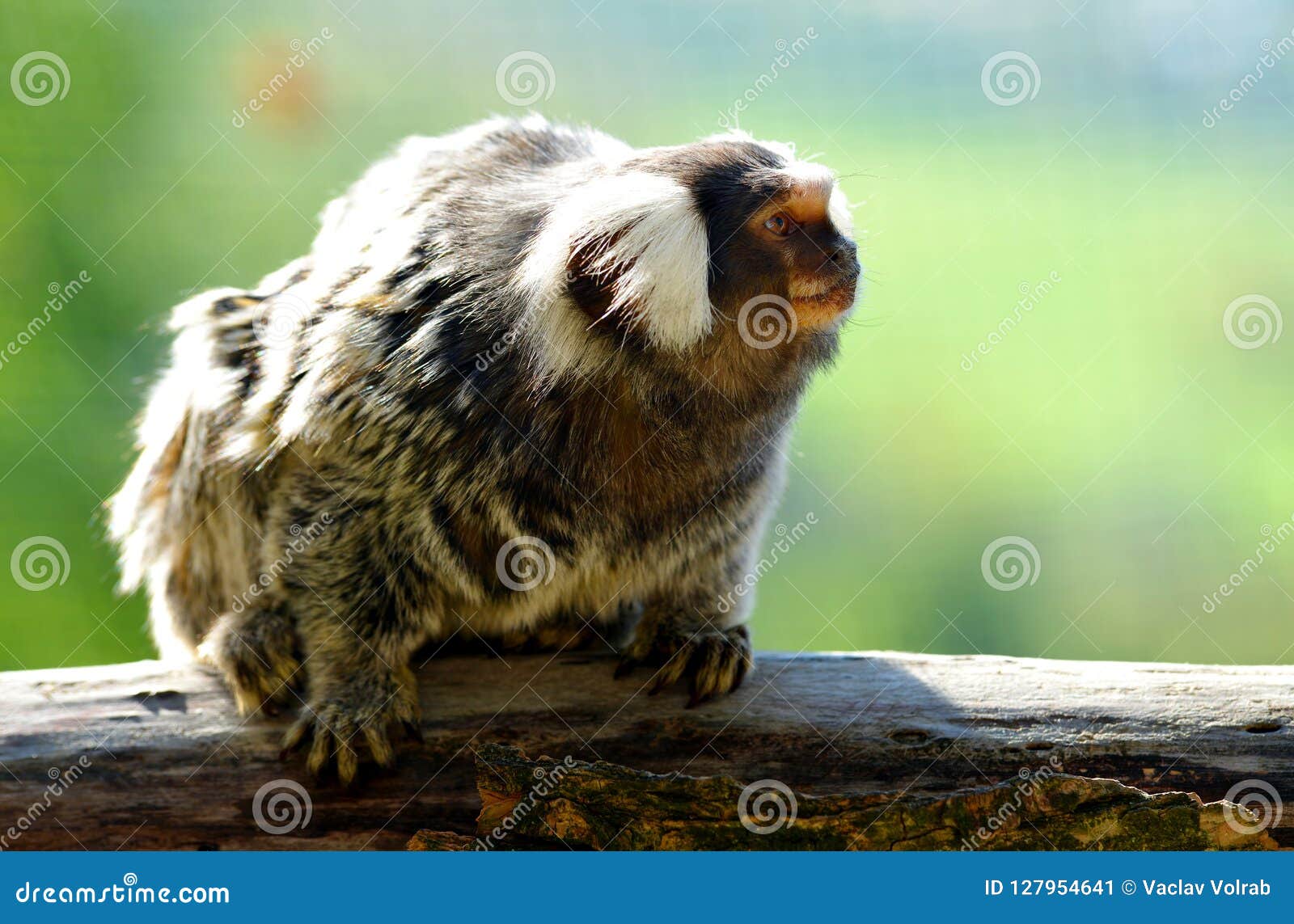 Monkey Is A Common Name That May Refer To Groups Or Species Of Mammals ...