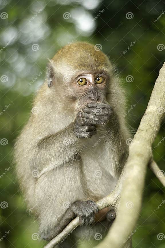 Small Monkey Covering Mouth Stock Image - Image of pondering, bukit ...