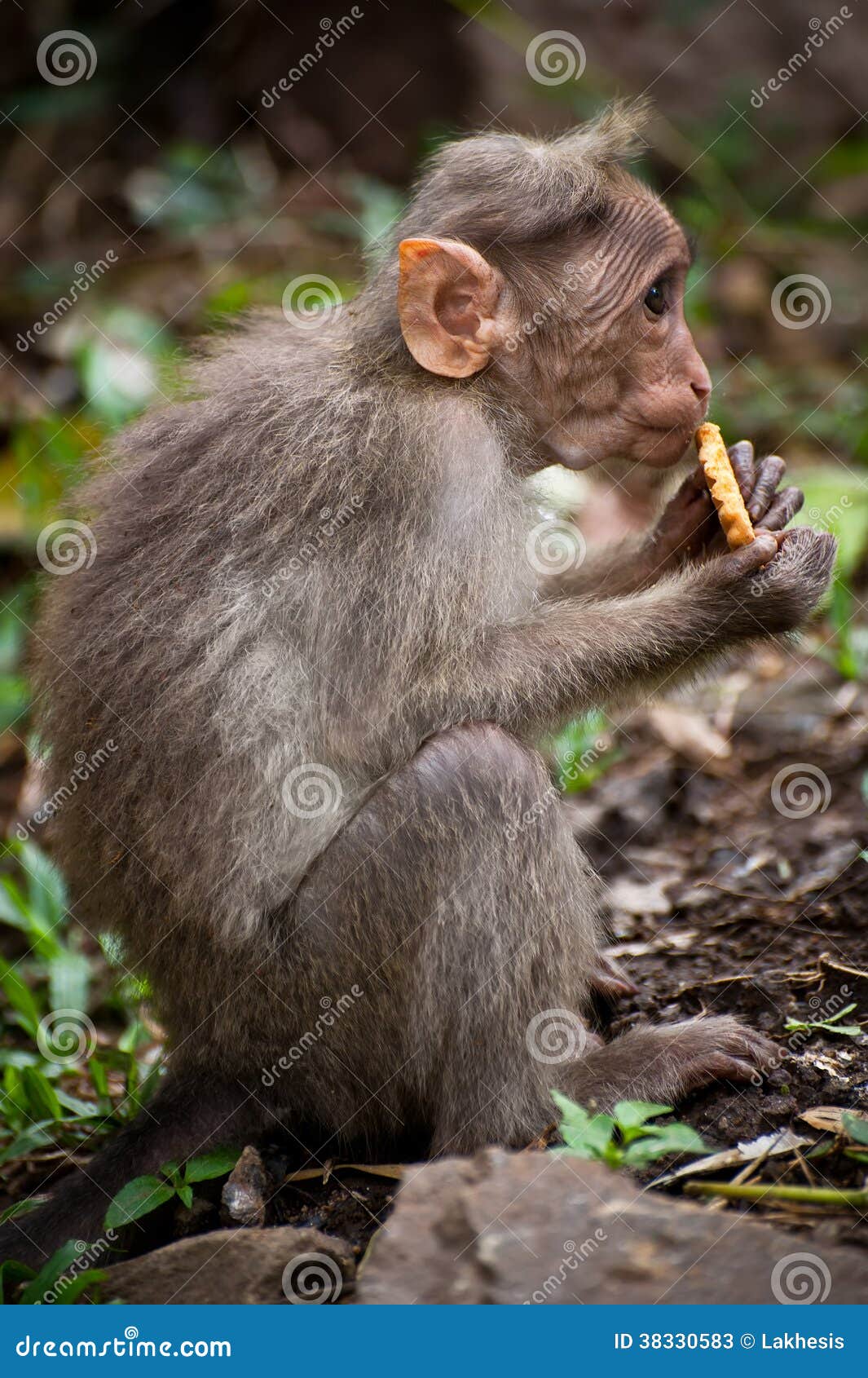 Small Monkey Eating Food in Bamboo Forest. India Stock Image - Image of ...