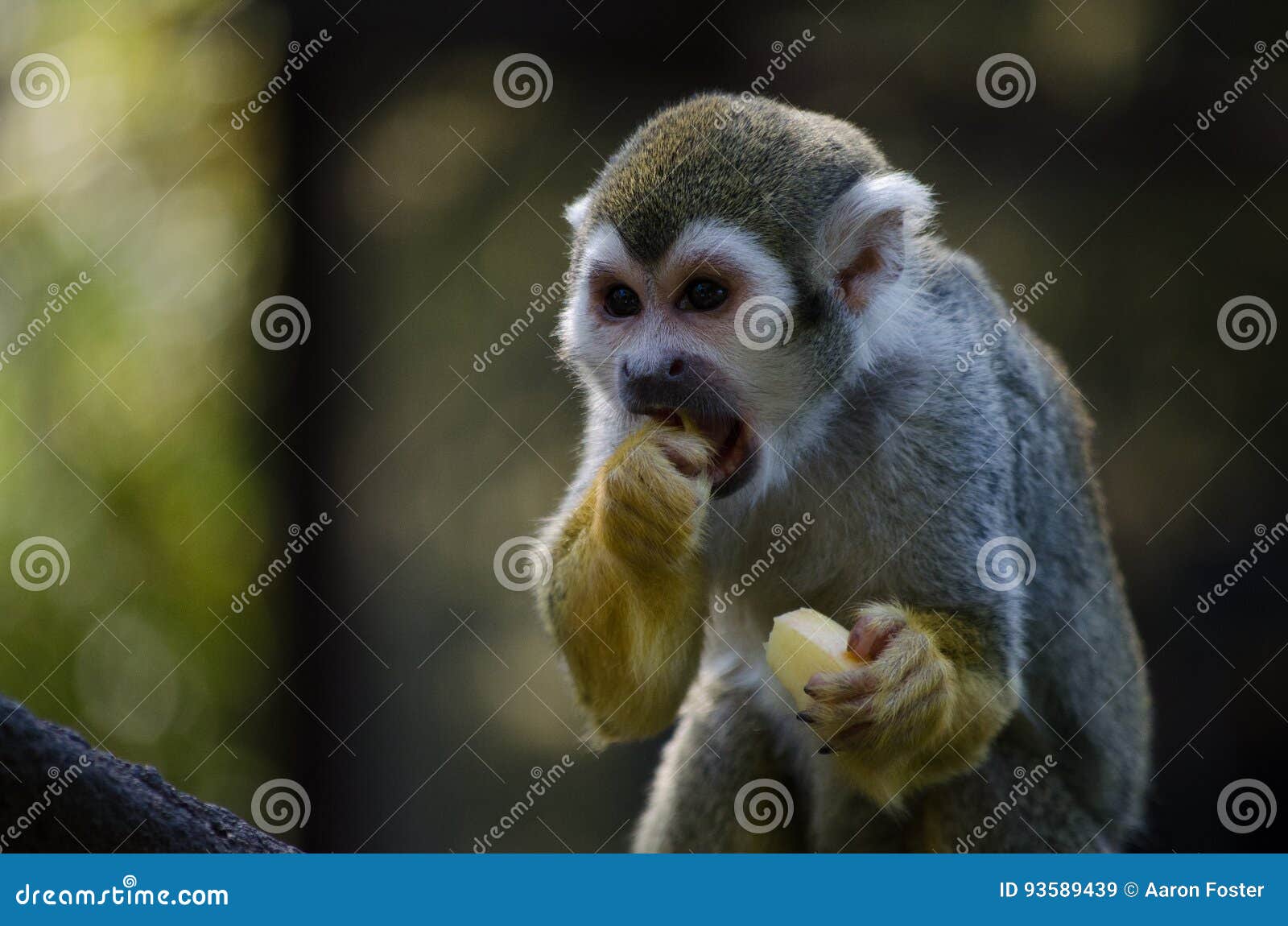 Small monkey eating fruit stock image. Image of mammals - 93589439