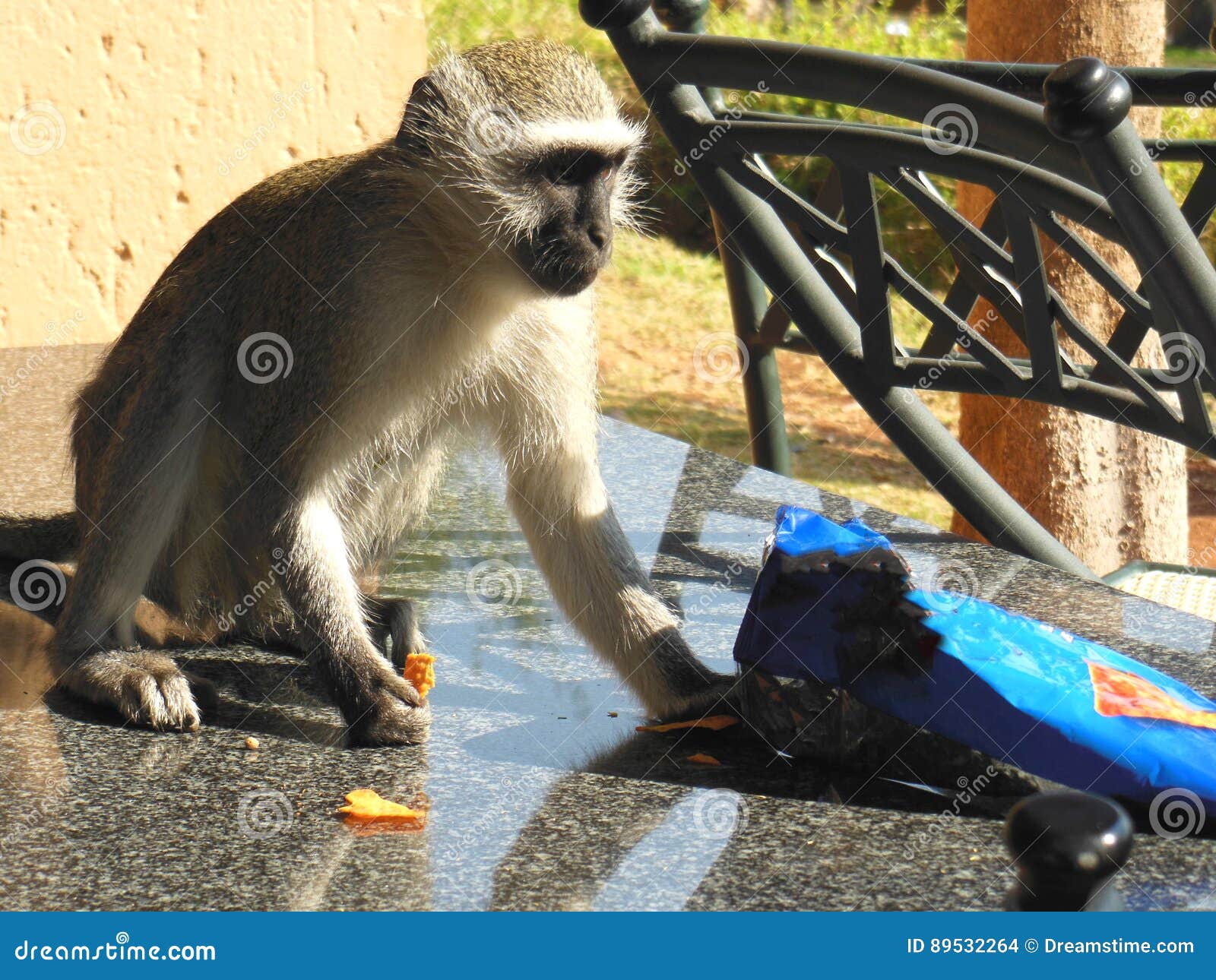 A Small Monkey Eats Chips on the Table Stock Photo - Image of sits ...