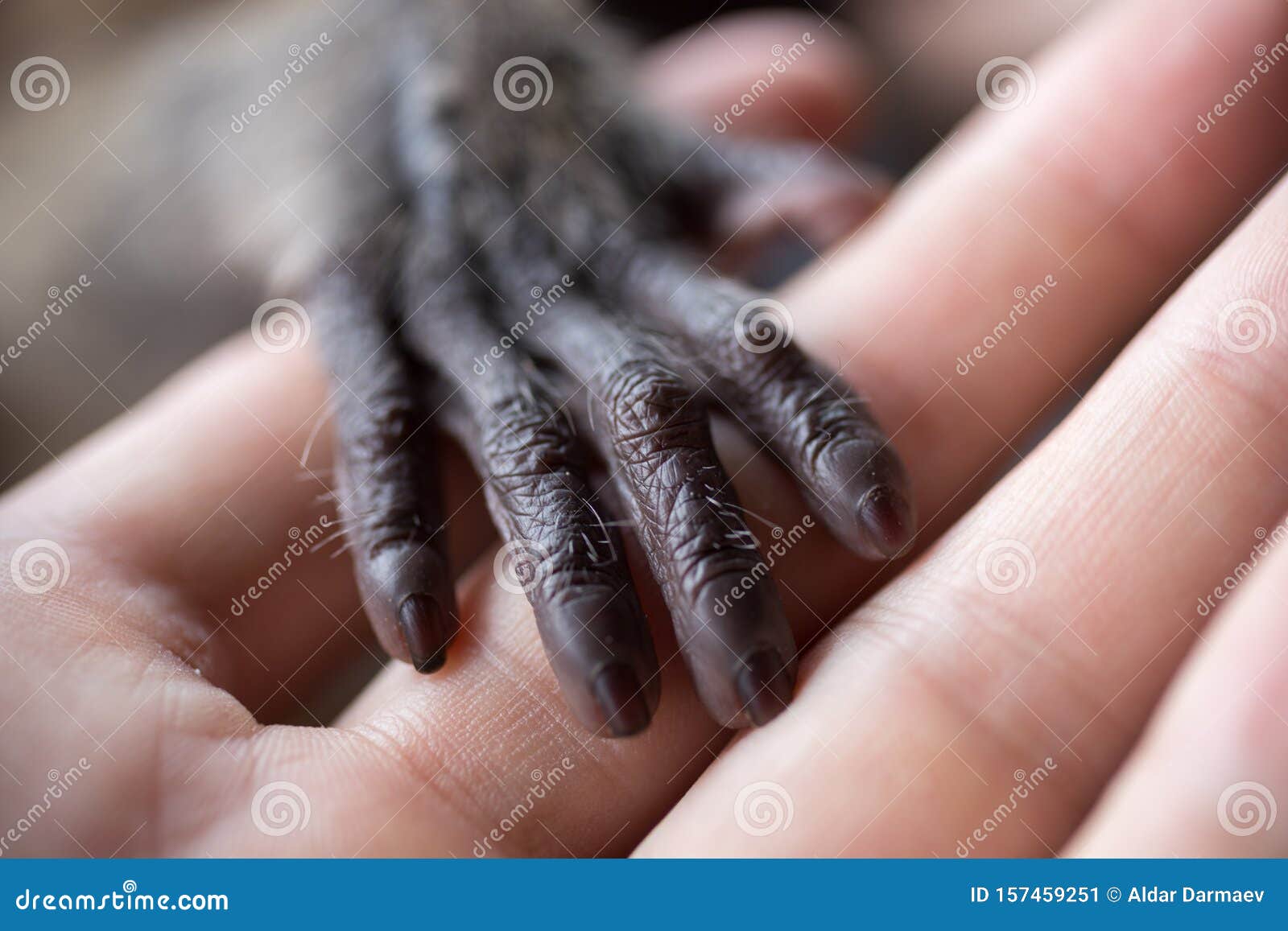 Monkey Human Friendship Royalty-Free Stock Photo | CartoonDealer.com ...