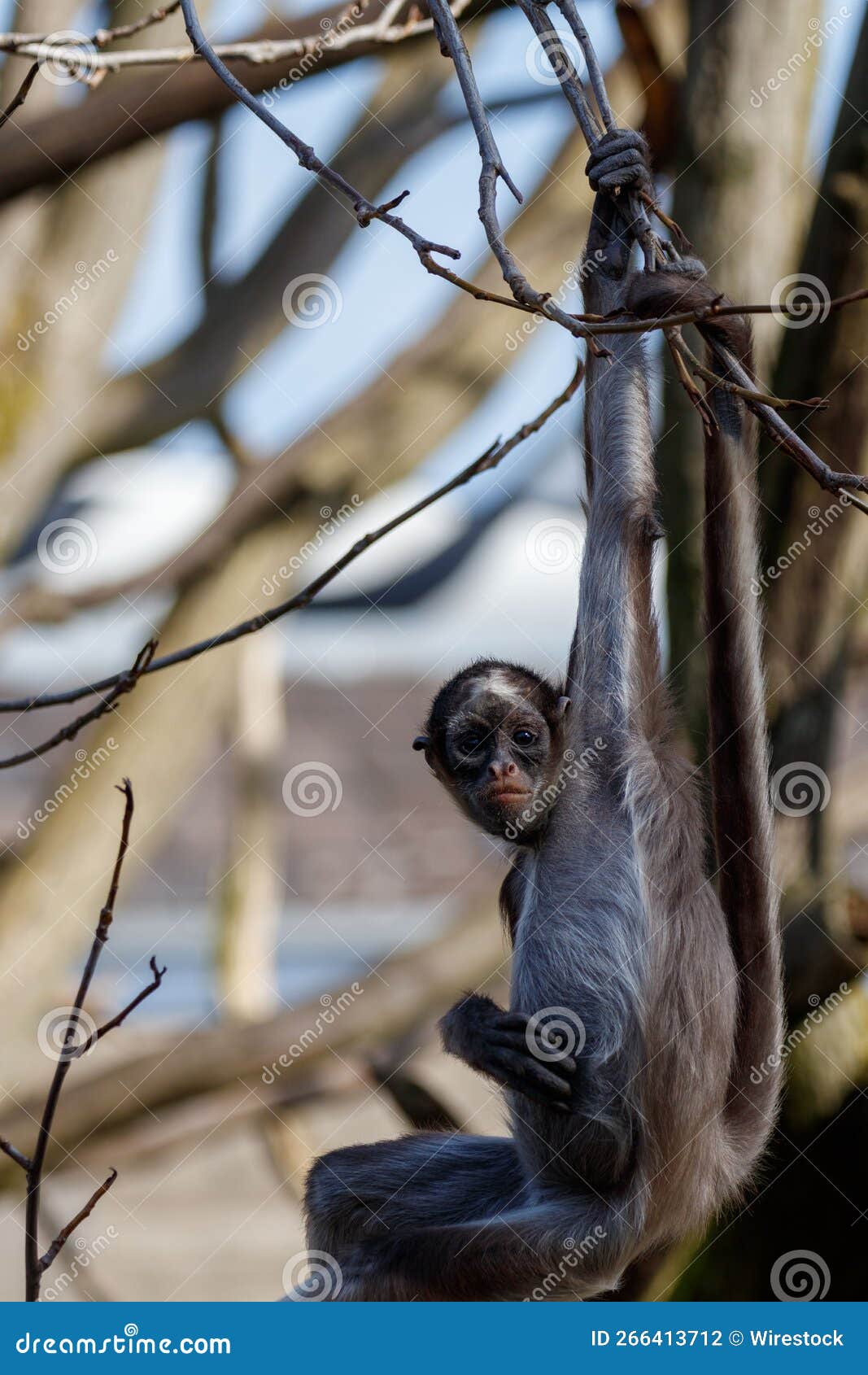 Small Monkey Hanging from a Branch Stock Photo - Image of wildlife ...