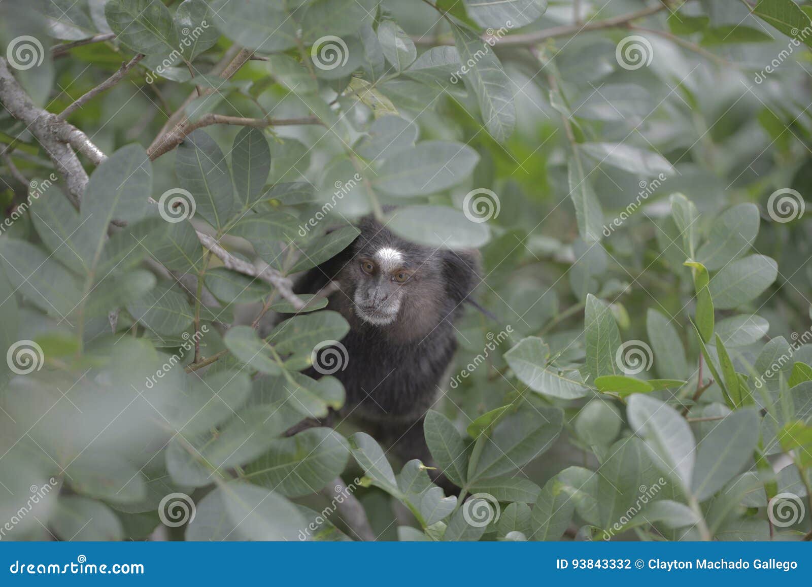 Small Monkey - Marmoset Stock Photo | CartoonDealer.com #26788206