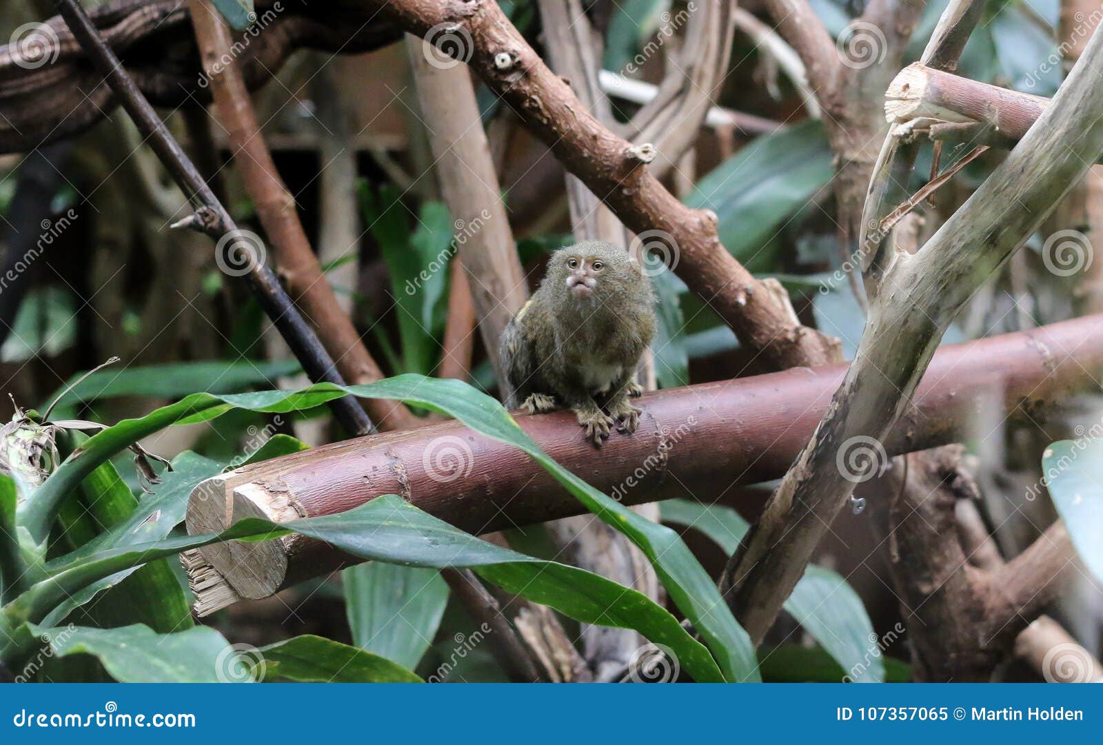 Small Monkey Hiding in the Trees Stock Image - Image of trees, small ...