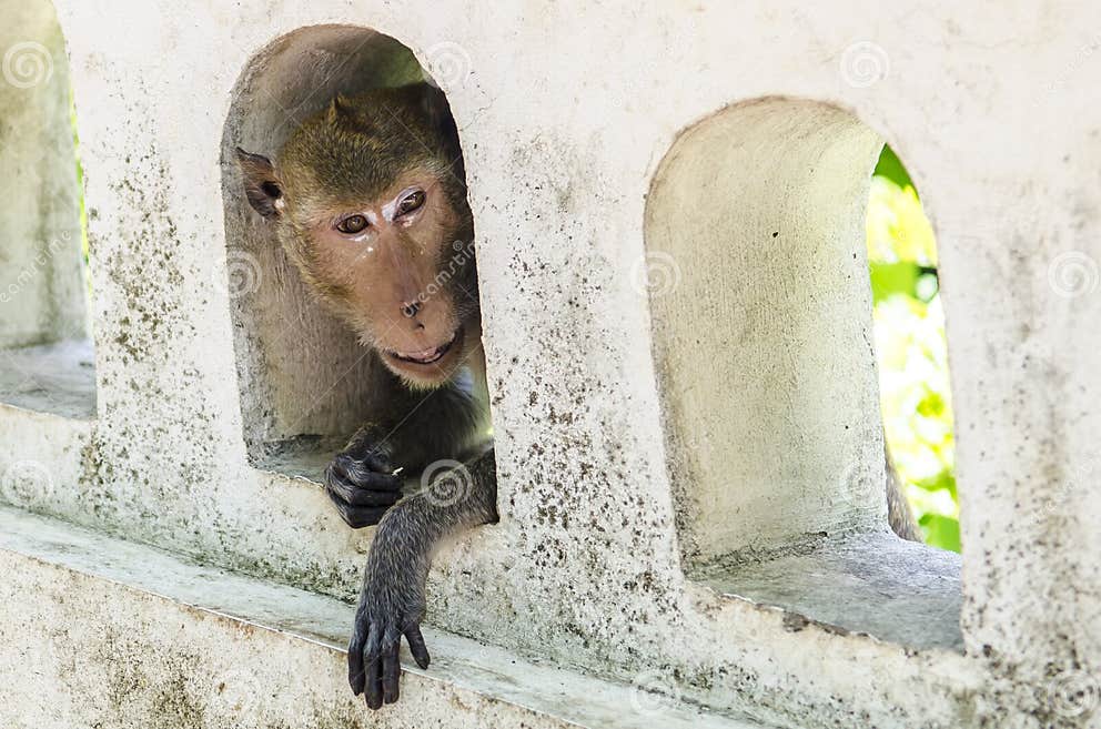Small monkey in hole stock photo. Image of white, crab - 43053412
