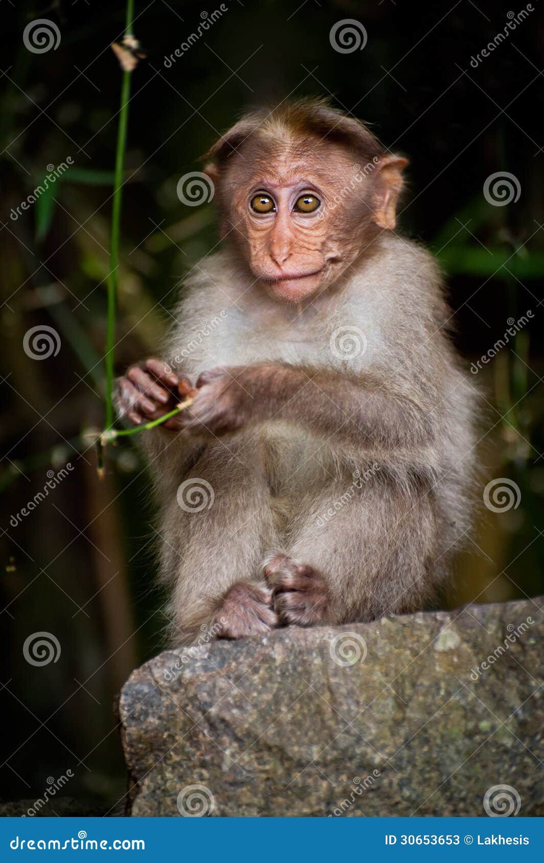 Small Monkey Looking Around in Bamboo Forest Stock Image - Image of ...