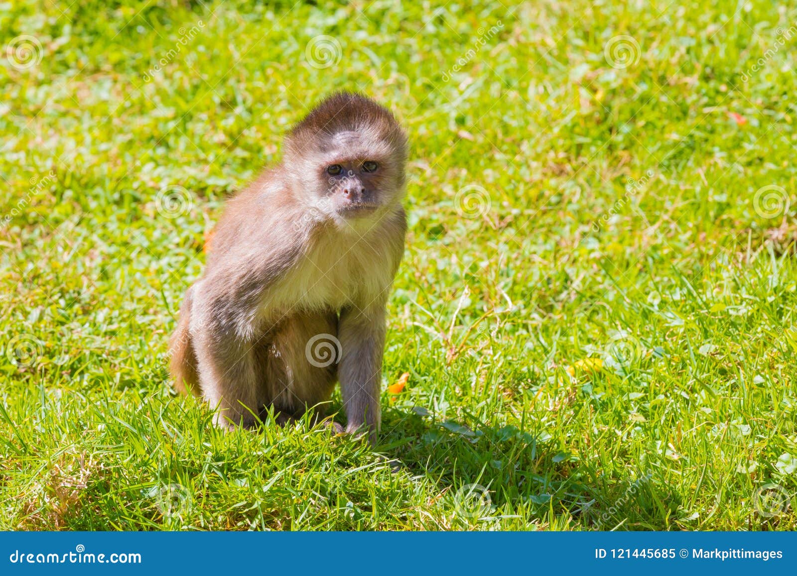 Small Monkey Looking at Camera Stock Image - Image of background, grass ...