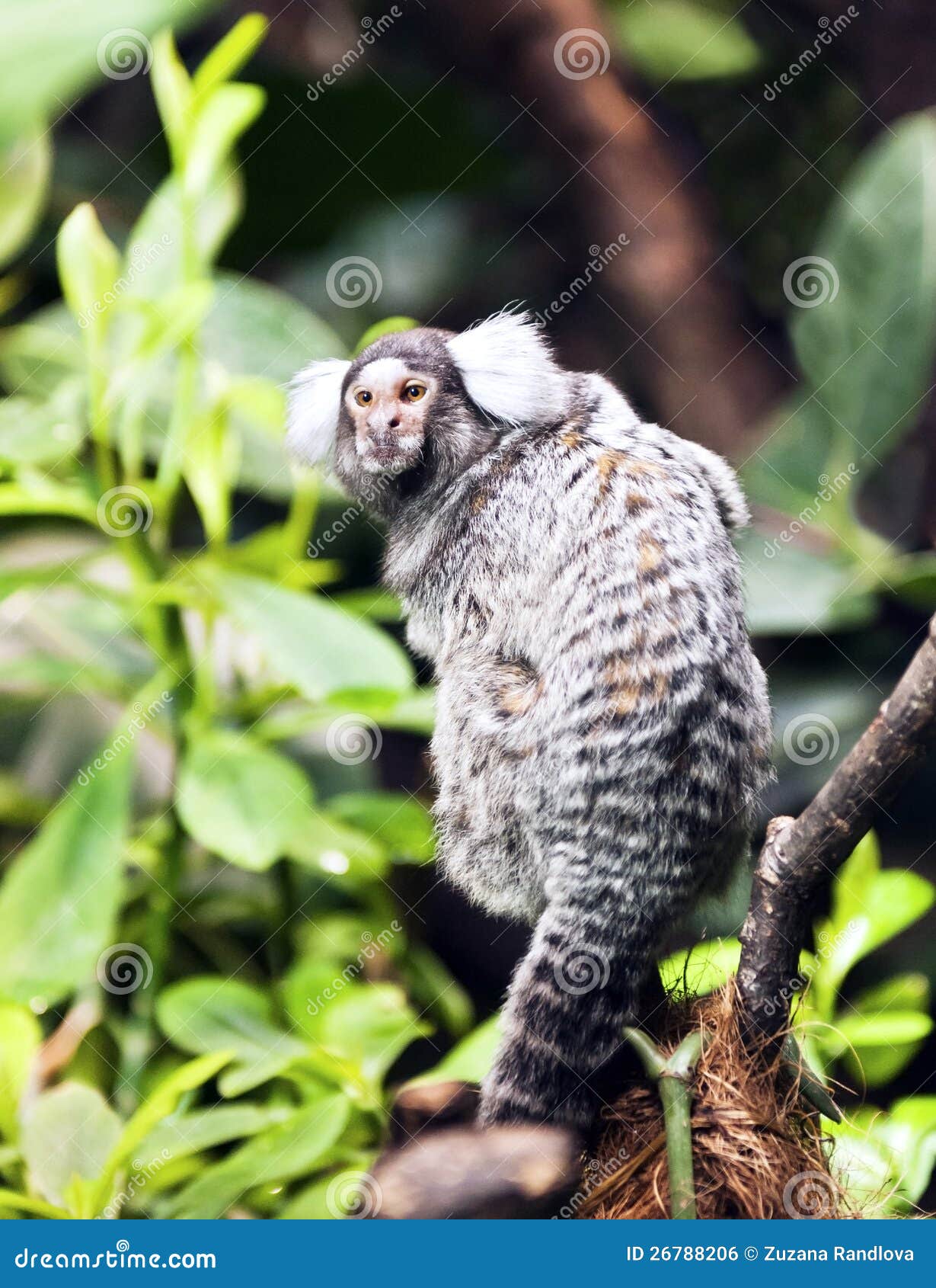 Small Monkey - Marmoset Stock Photo | CartoonDealer.com #26788206