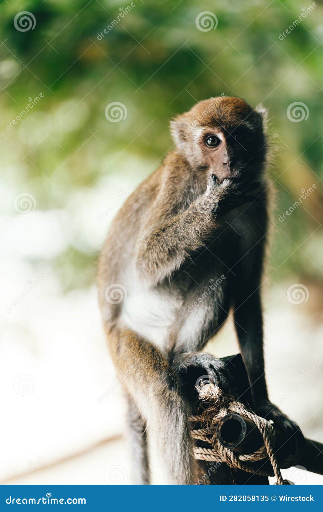 Small Monkey Perched Atop a Tall Tree. Stock Image - Image of tall ...