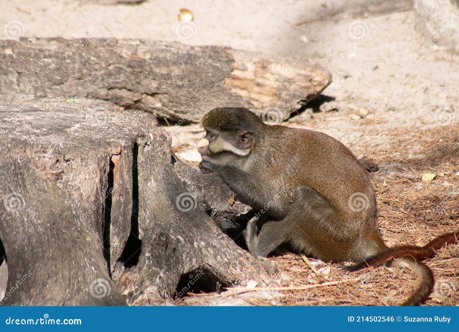 Small monkey stock photo. Image of brown, cute, monkey - 214502546