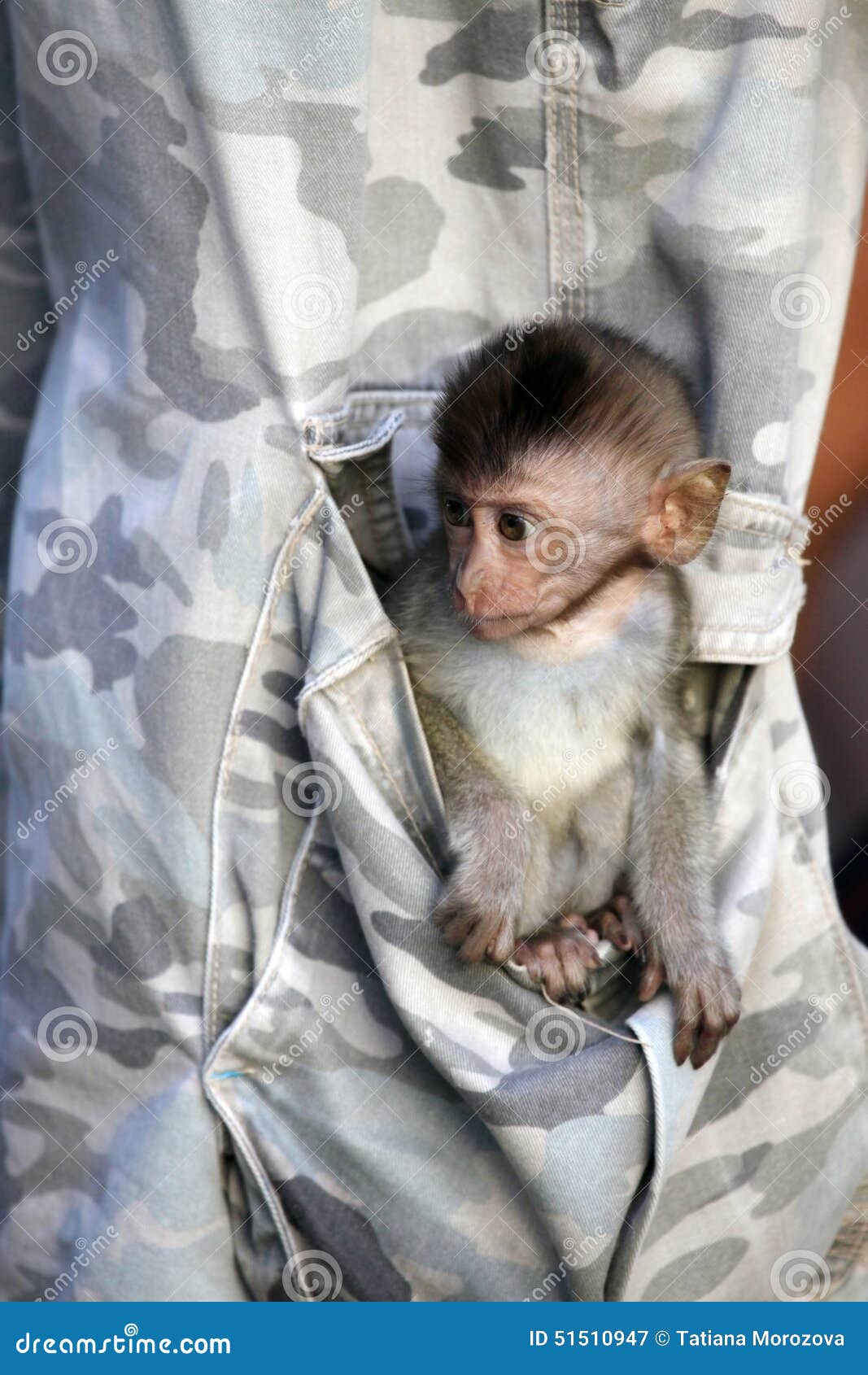 Small Monkey - Marmoset Stock Photo | CartoonDealer.com #26788206