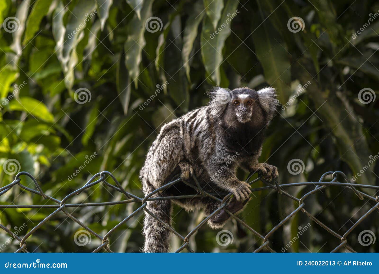 Small Monkey Popularly Known As White-Tailed Sagittarius, Stock Image ...
