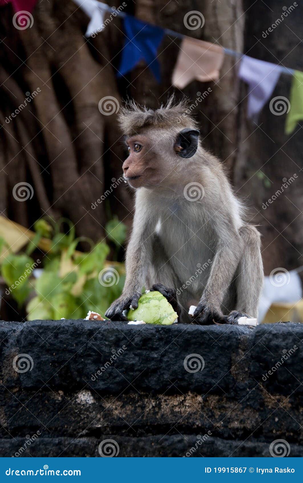 Small Monkey - Marmoset Stock Photo | CartoonDealer.com #26788206