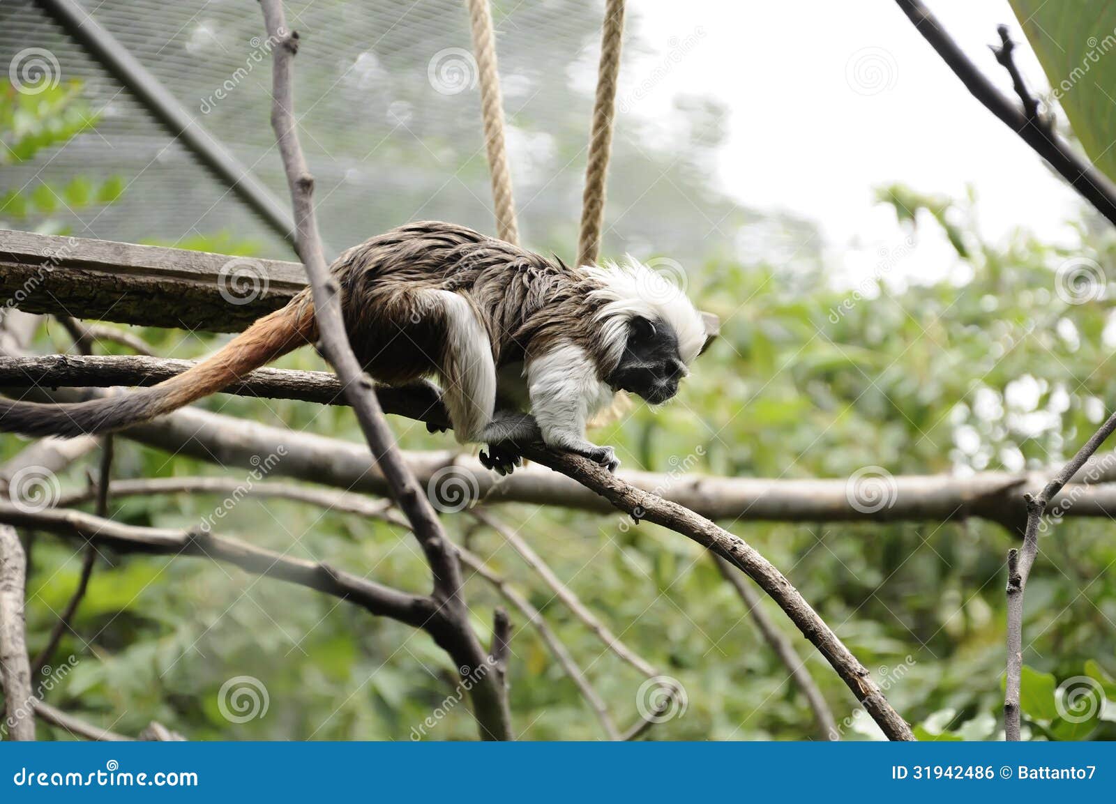 Small Monkey - Marmoset Stock Photo | CartoonDealer.com #26788206