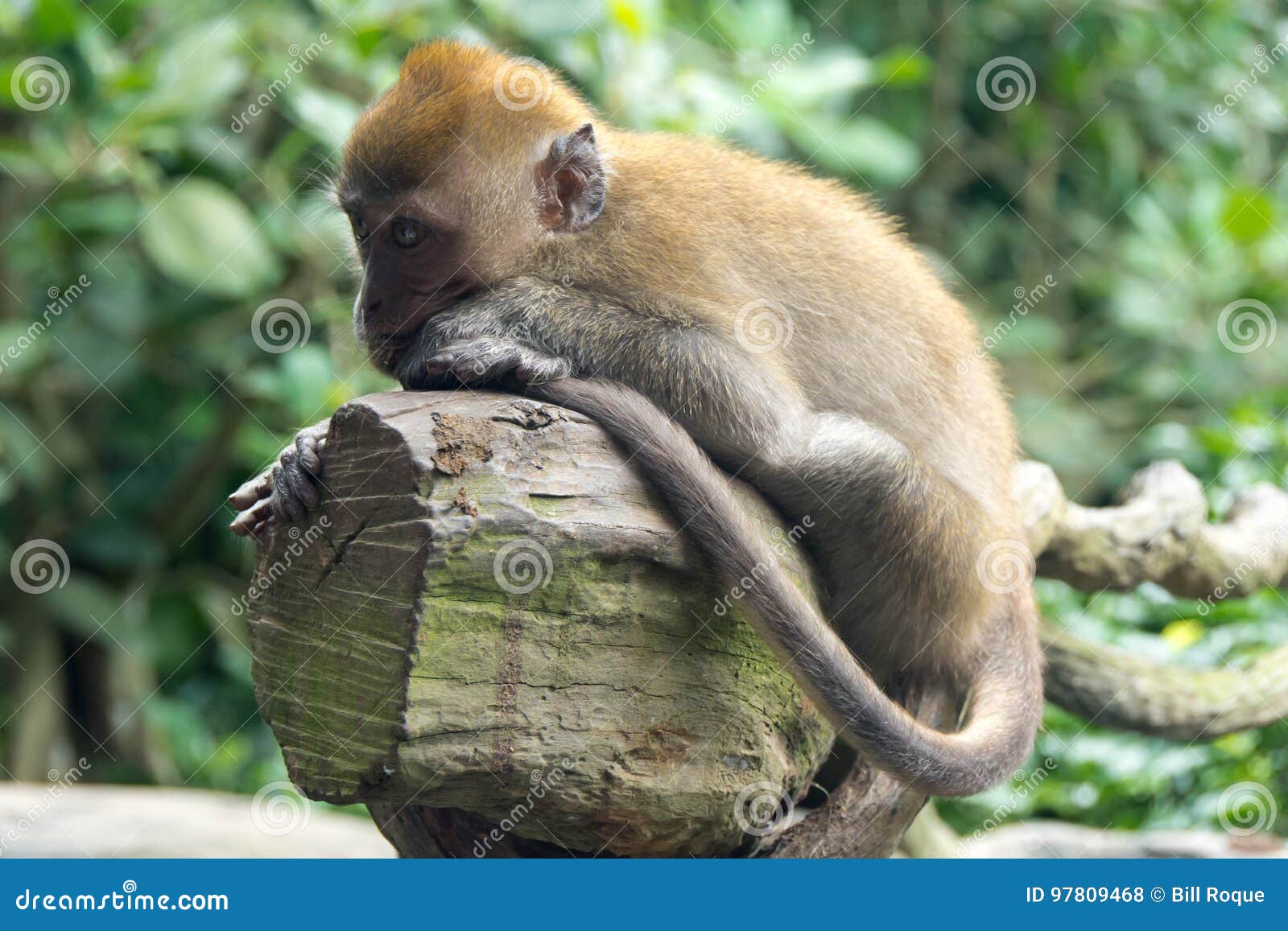 Small Monkey Resting on a Tree Branch Stock Photo - Image of background ...