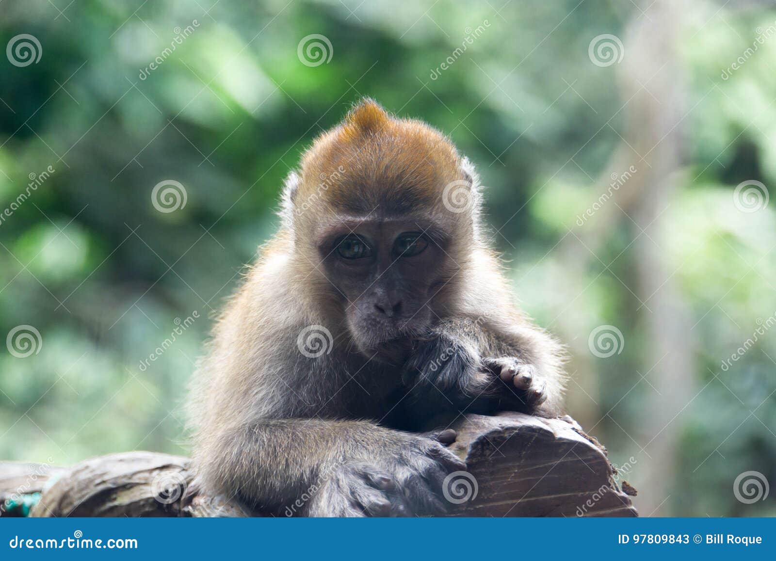 Small Monkey Resting on a Tree Branch Stock Image - Image of howler ...