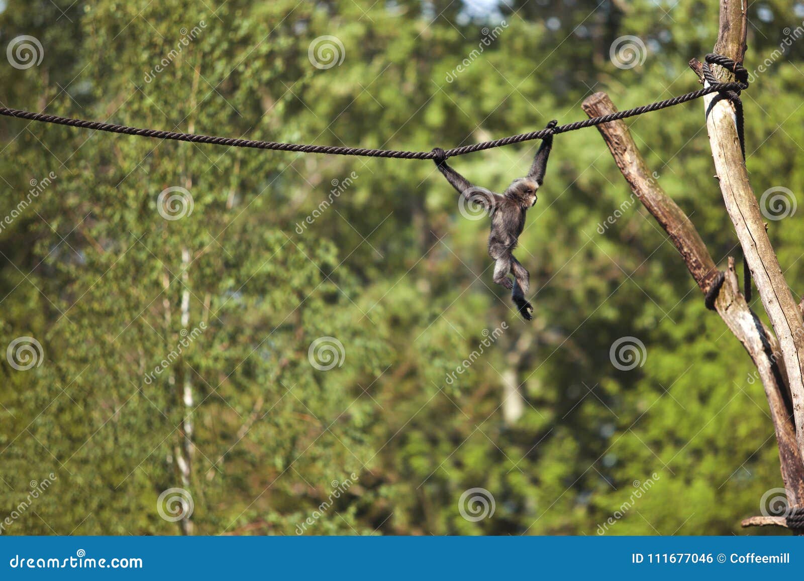 A small monkey on a rope stock photo. Image of small - 111677046