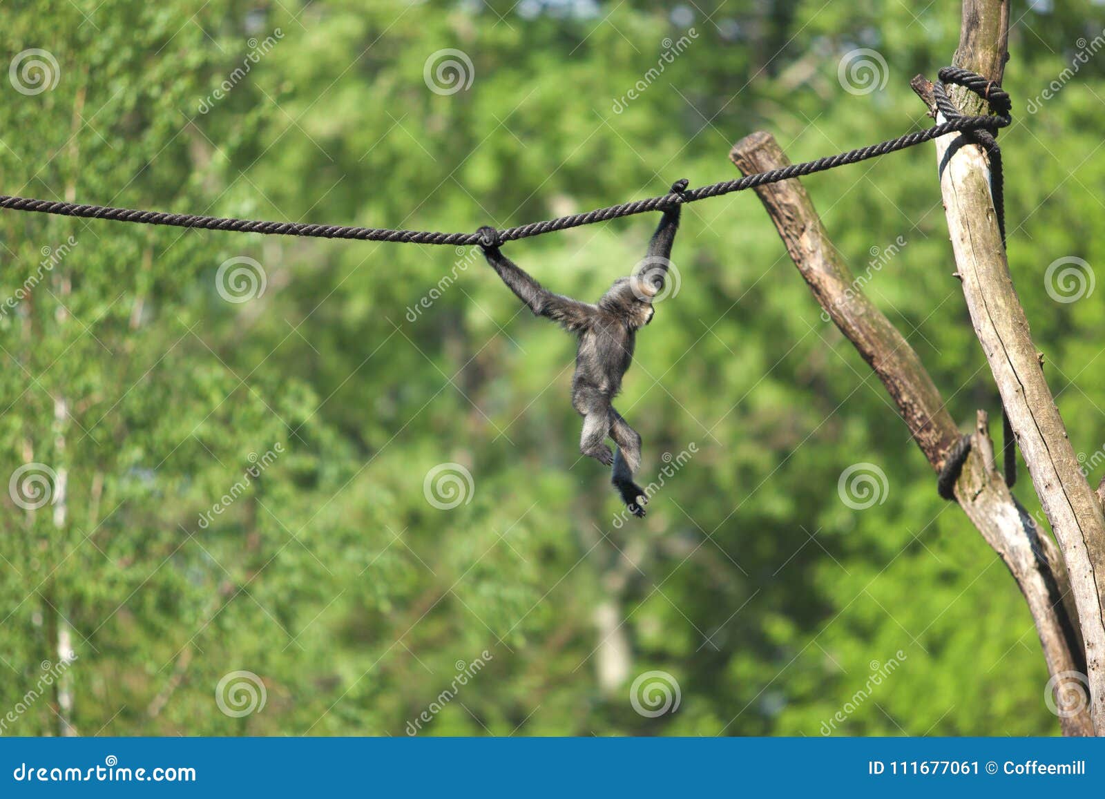 A small monkey on a rope stock image. Image of forest - 111677061