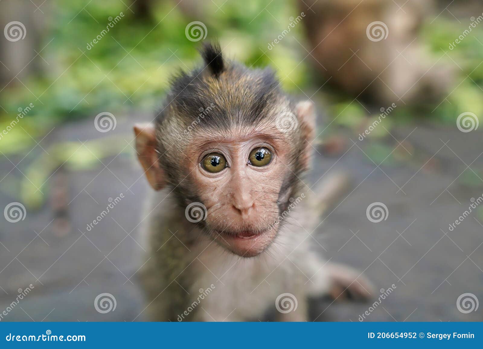 Smart Little Monkey in the Wild Stock Photo - Image of nature, face ...