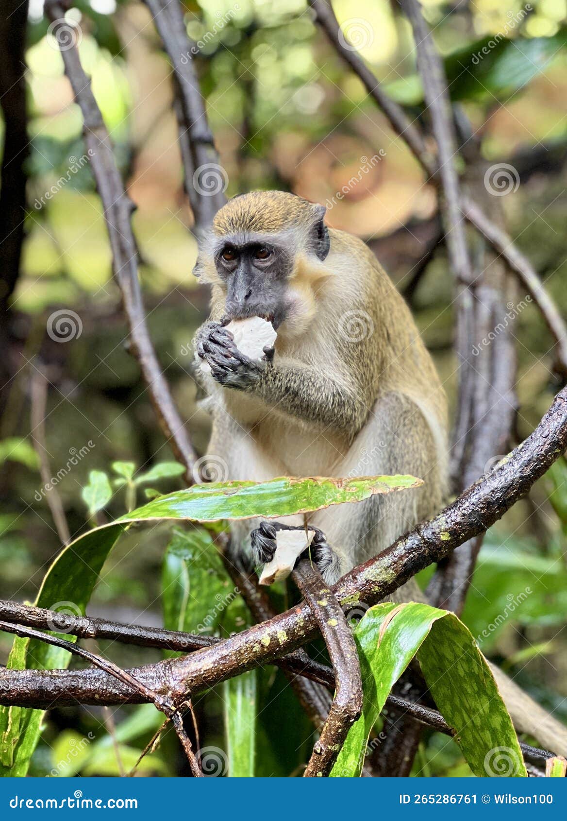 Monkey stock image. Image of monkies, tree, cute, monkey - 265286761
