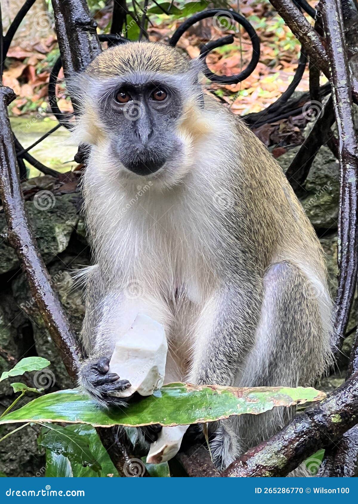 Monkey stock photo. Image of cute, branch, tree, monkies - 265286770