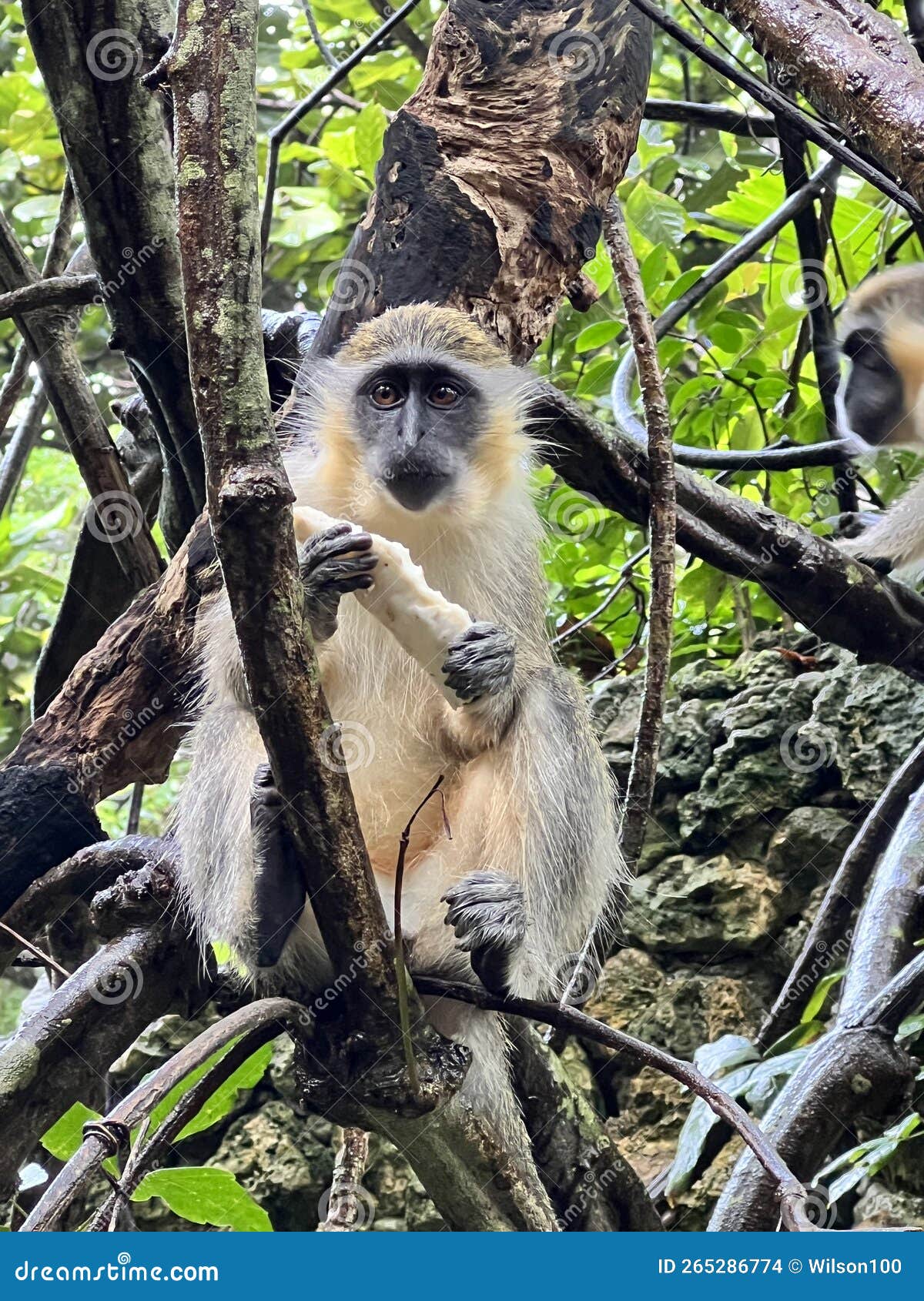 Monkey stock photo. Image of looking, monkies, cute - 265286774