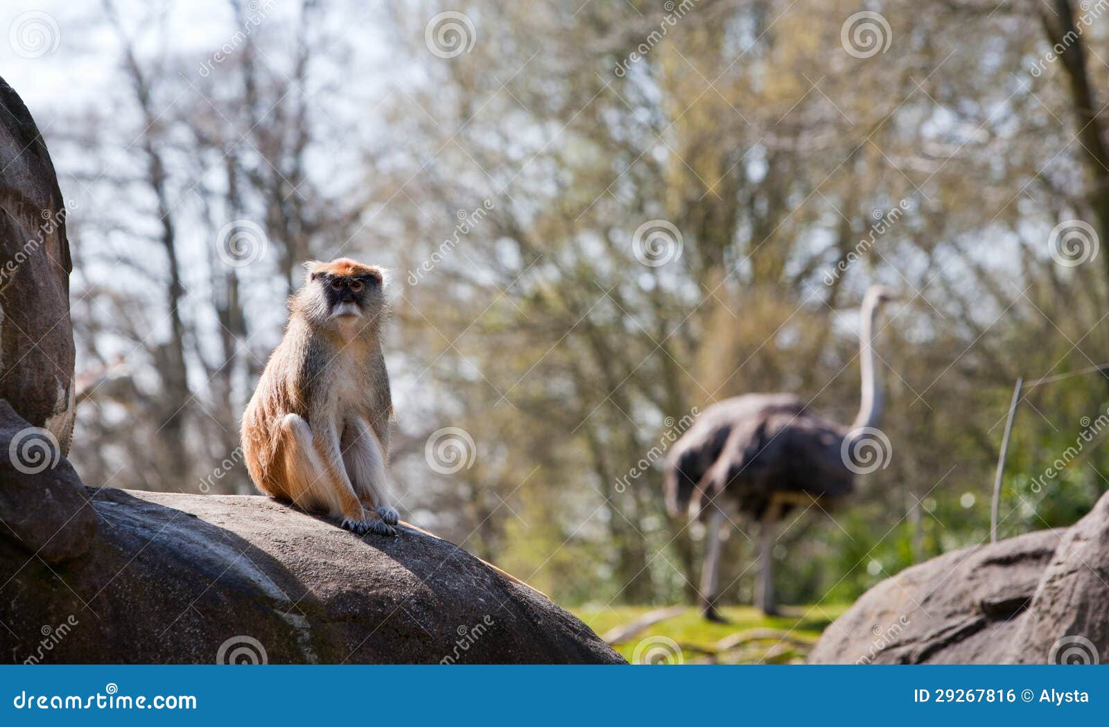 Sitting Ostrich Stock Images - Download 468 Royalty Free Photos