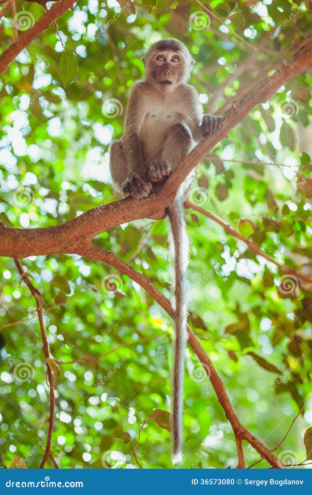 A Small Monkey Sitting on a Tree Branch Stock Photo - Image of national ...