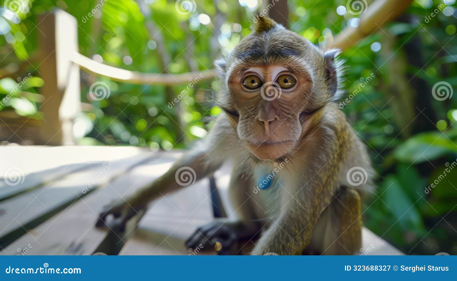 A Small Monkey Sitting on a Wooden Bench with Green Trees in the ...