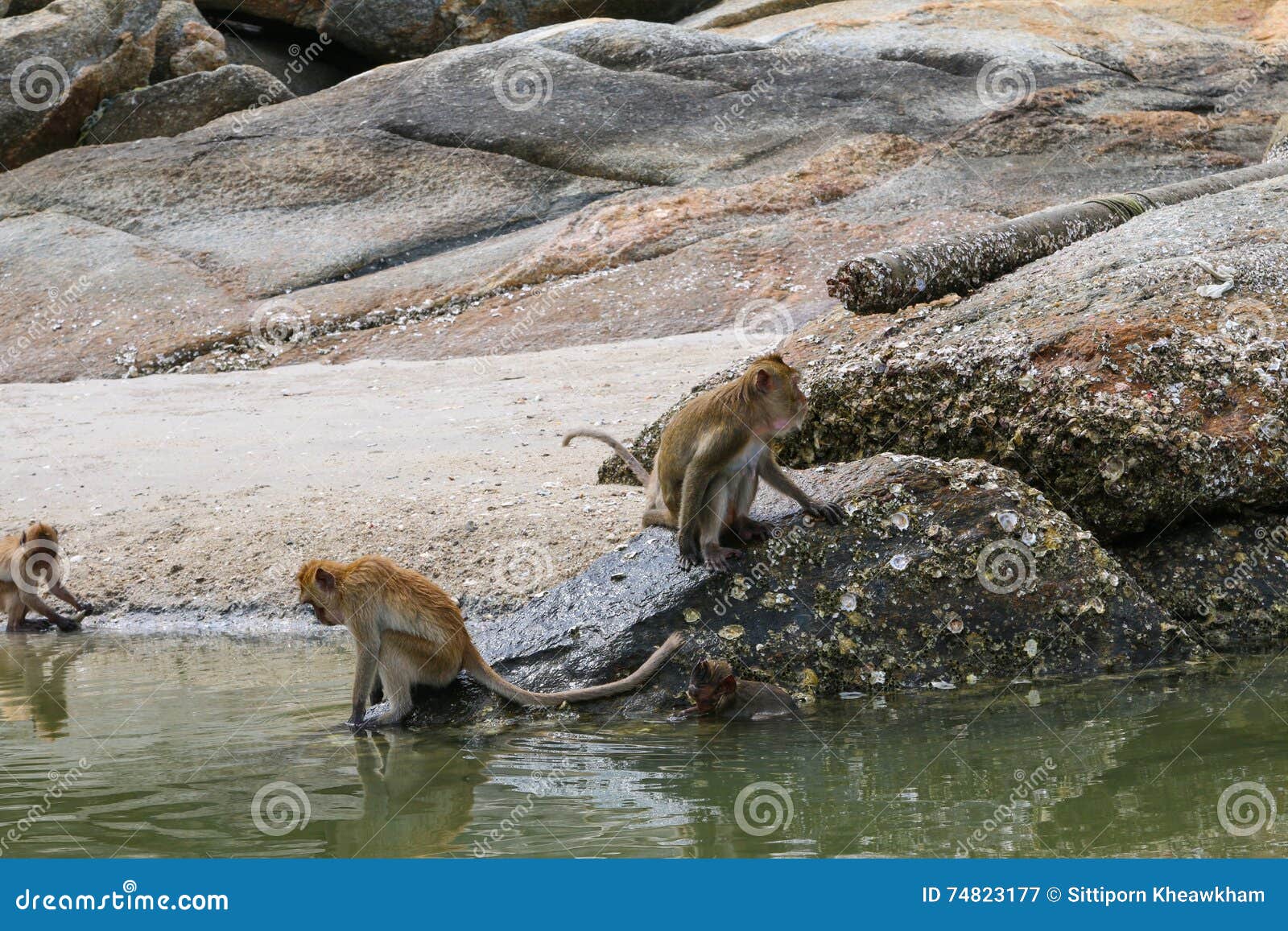 Small Monkey Swimming Seaside Stock Image - Image of bath, face: 74823177